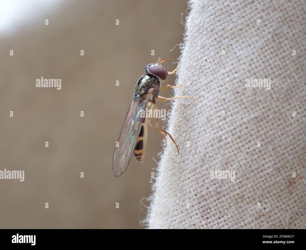 Variable Duskyface Fly (Melanostoma mellinum Stock Photo - Alamy