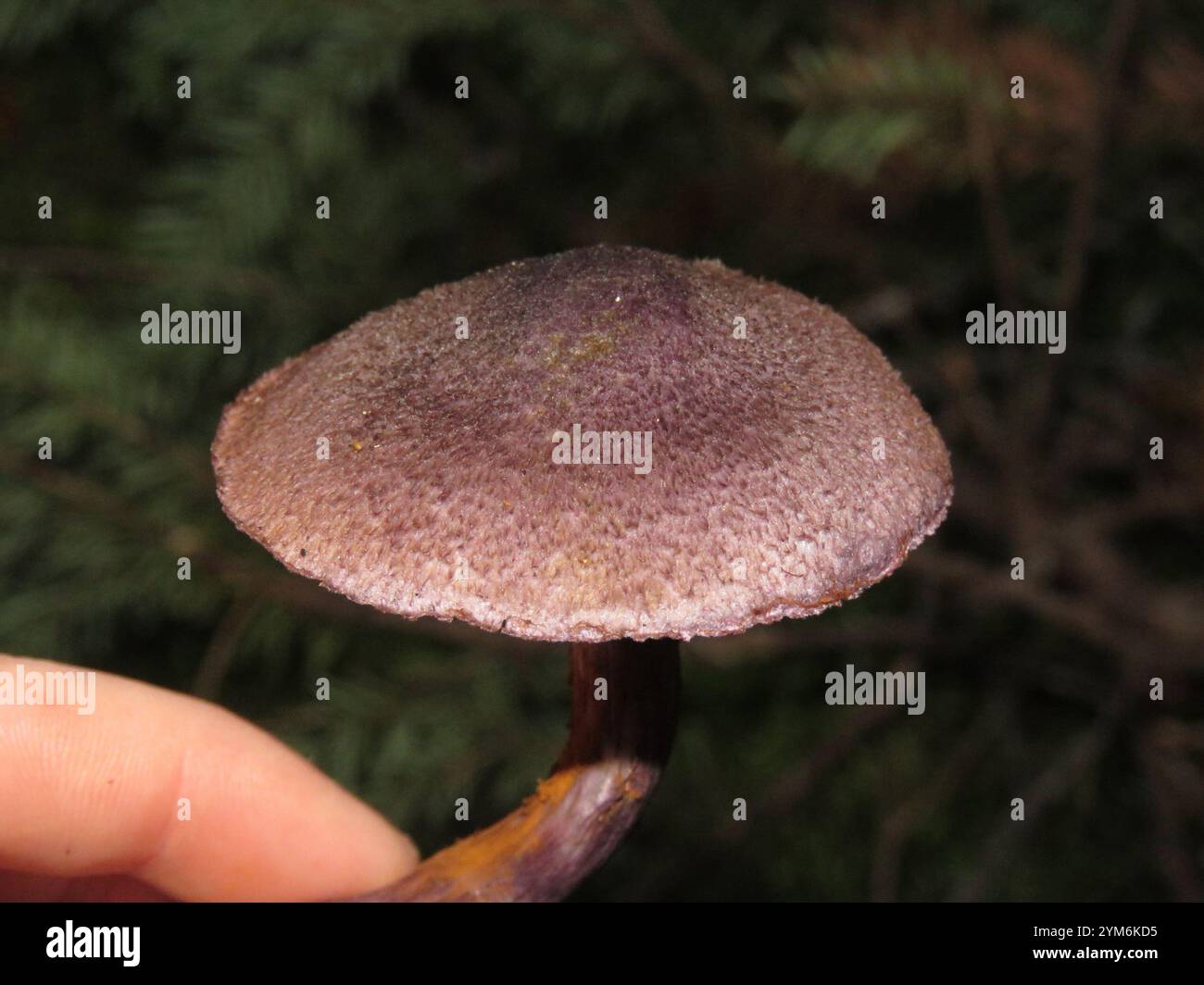 violet webcap (Cortinarius violaceus Stock Photo - Alamy