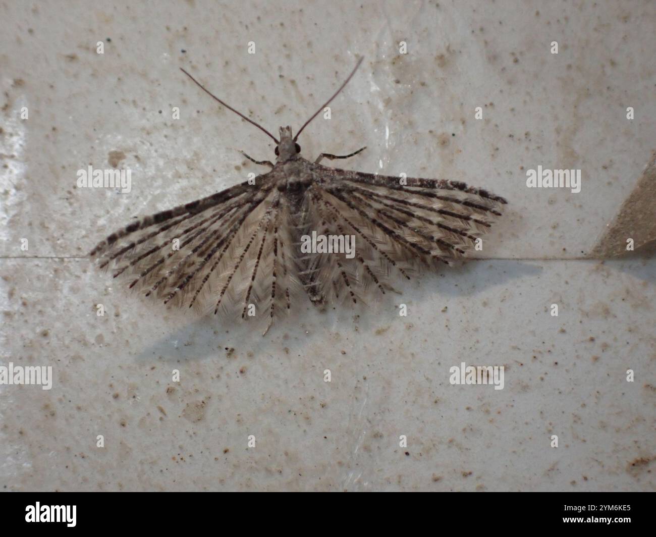Montana Six-plume Moth (Alucita montana Stock Photo - Alamy
