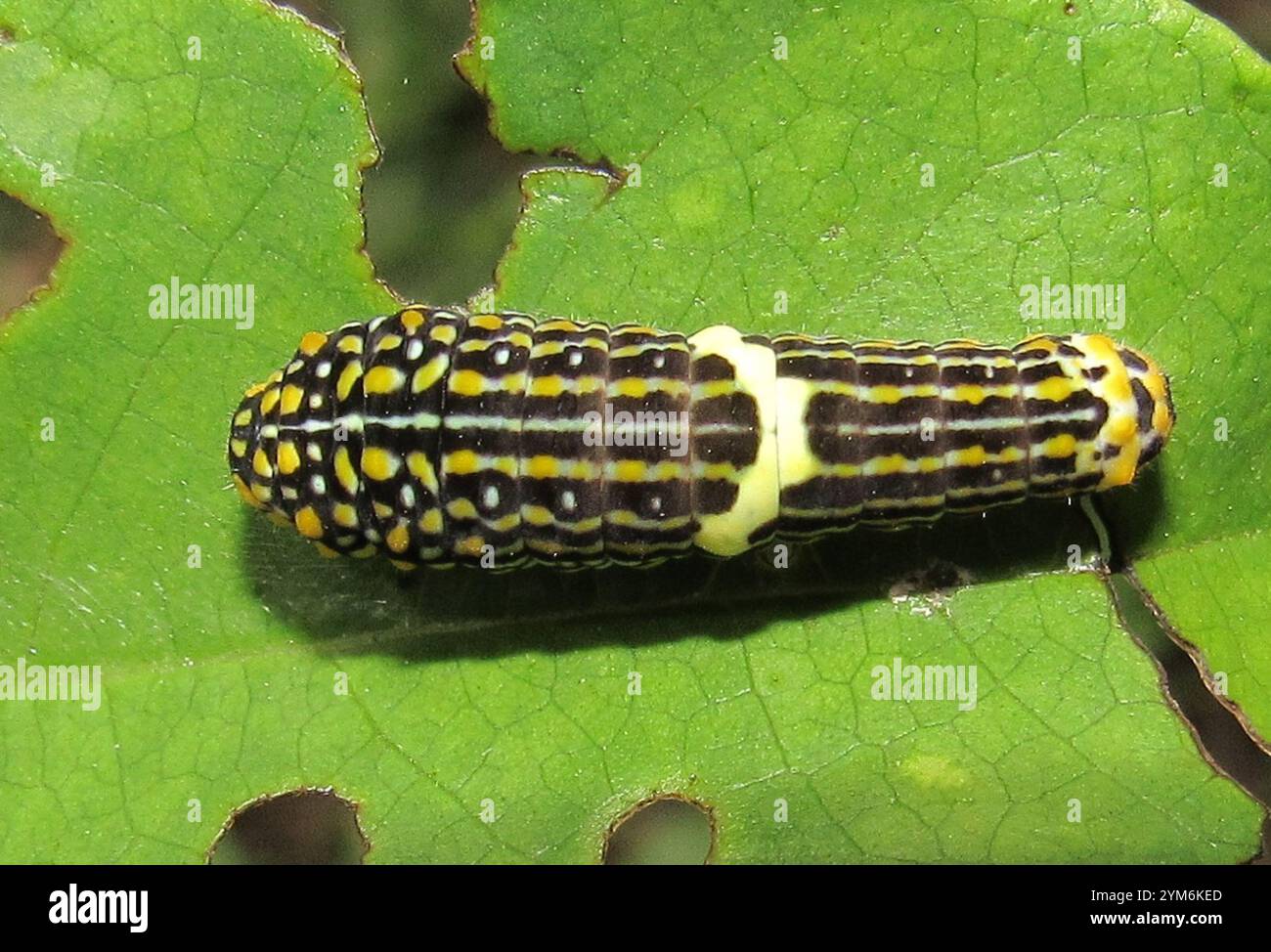 Lysithous hi-res stock photography and images - Alamy