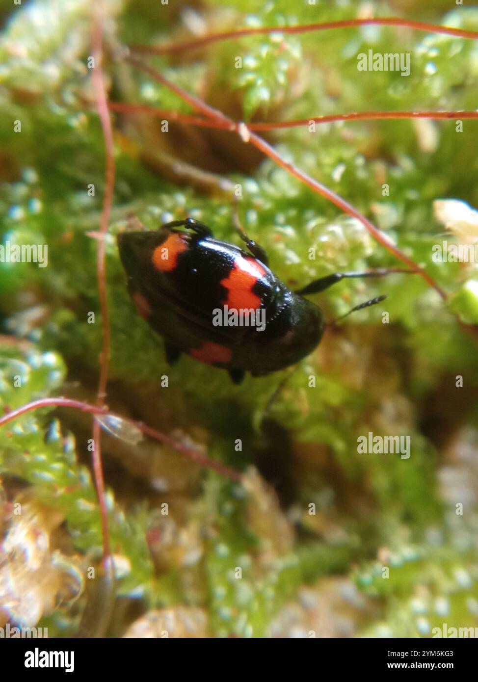 Orange-spotted Scaphidium (Scaphidium quadrimaculatum Stock Photo - Alamy