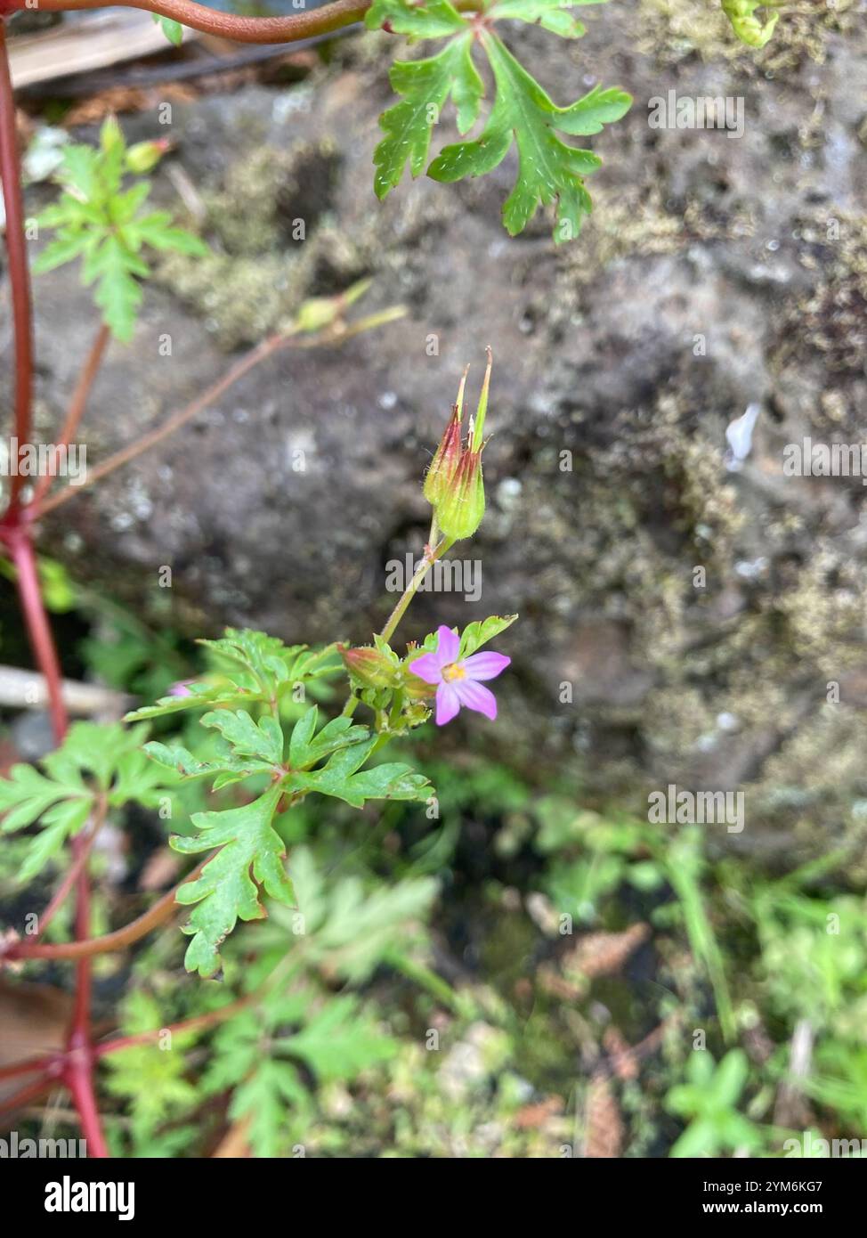 Little-Robin (Geranium purpureum Stock Photo - Alamy