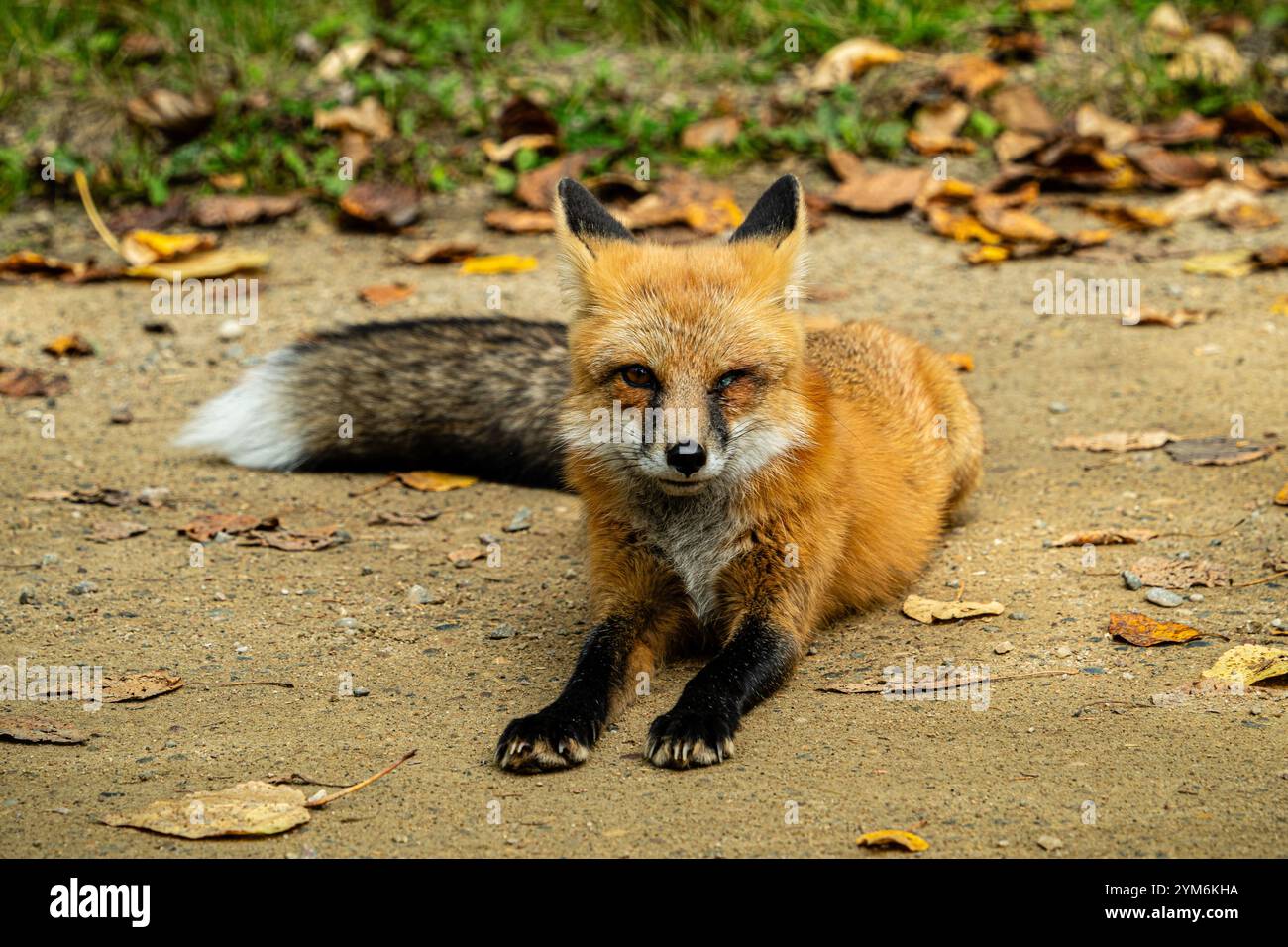 A fox is laying on the ground with its eyes closed. The fox is brown ...
