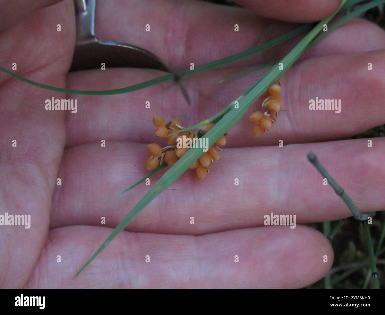 golden sedge (Carex aurea Stock Photo - Alamy