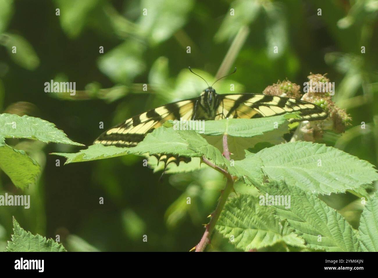 Western Tiger Swallowtail (Papilio rutulus Stock Photo - Alamy
