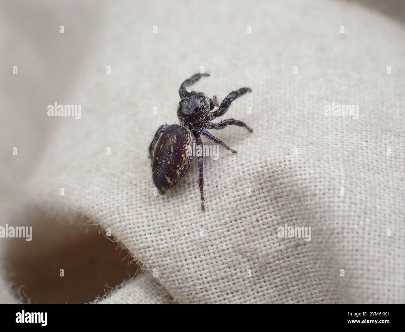 Bronze Jumping Spider (Eris militaris Stock Photo - Alamy