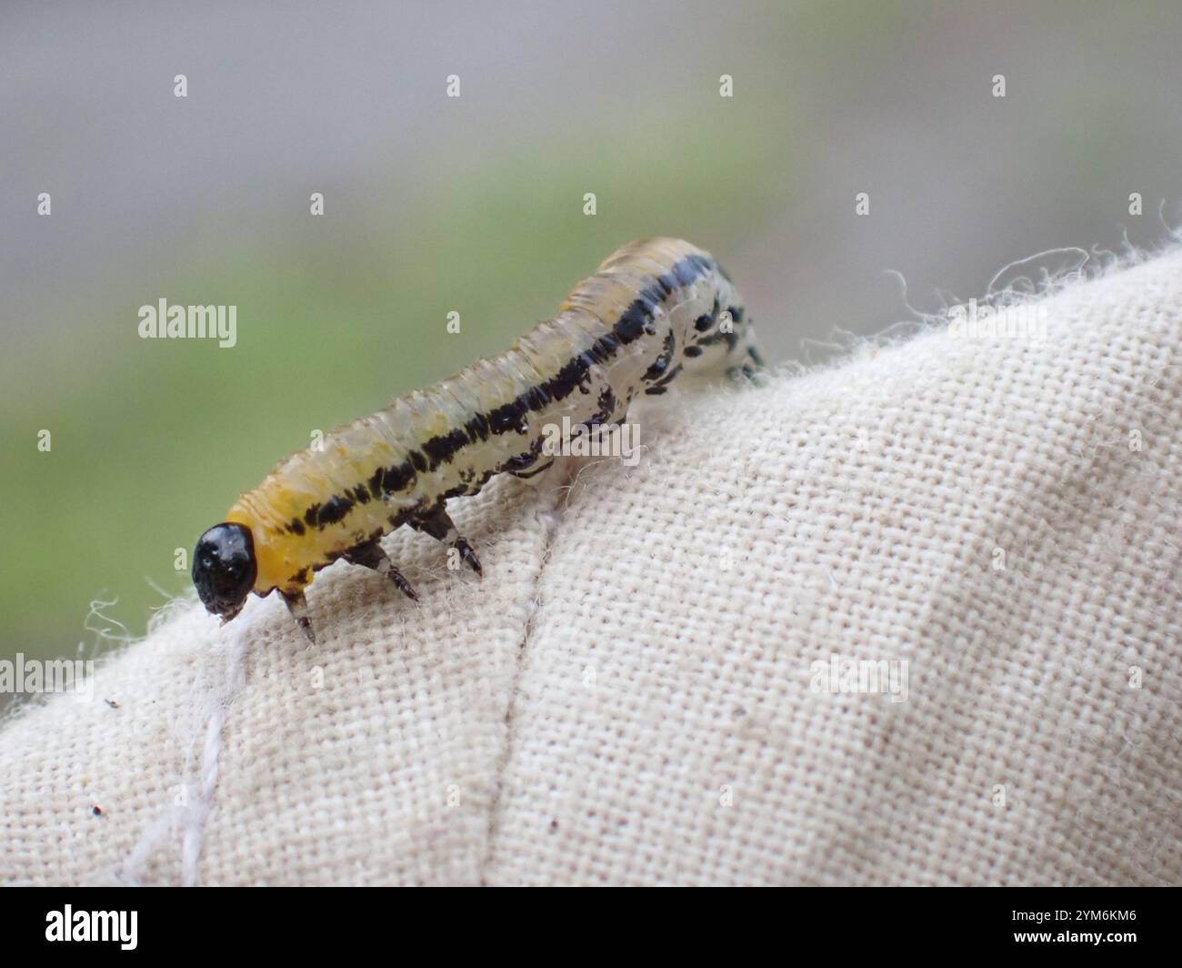 striped alder sawfly (Hemichroa crocea Stock Photo - Alamy