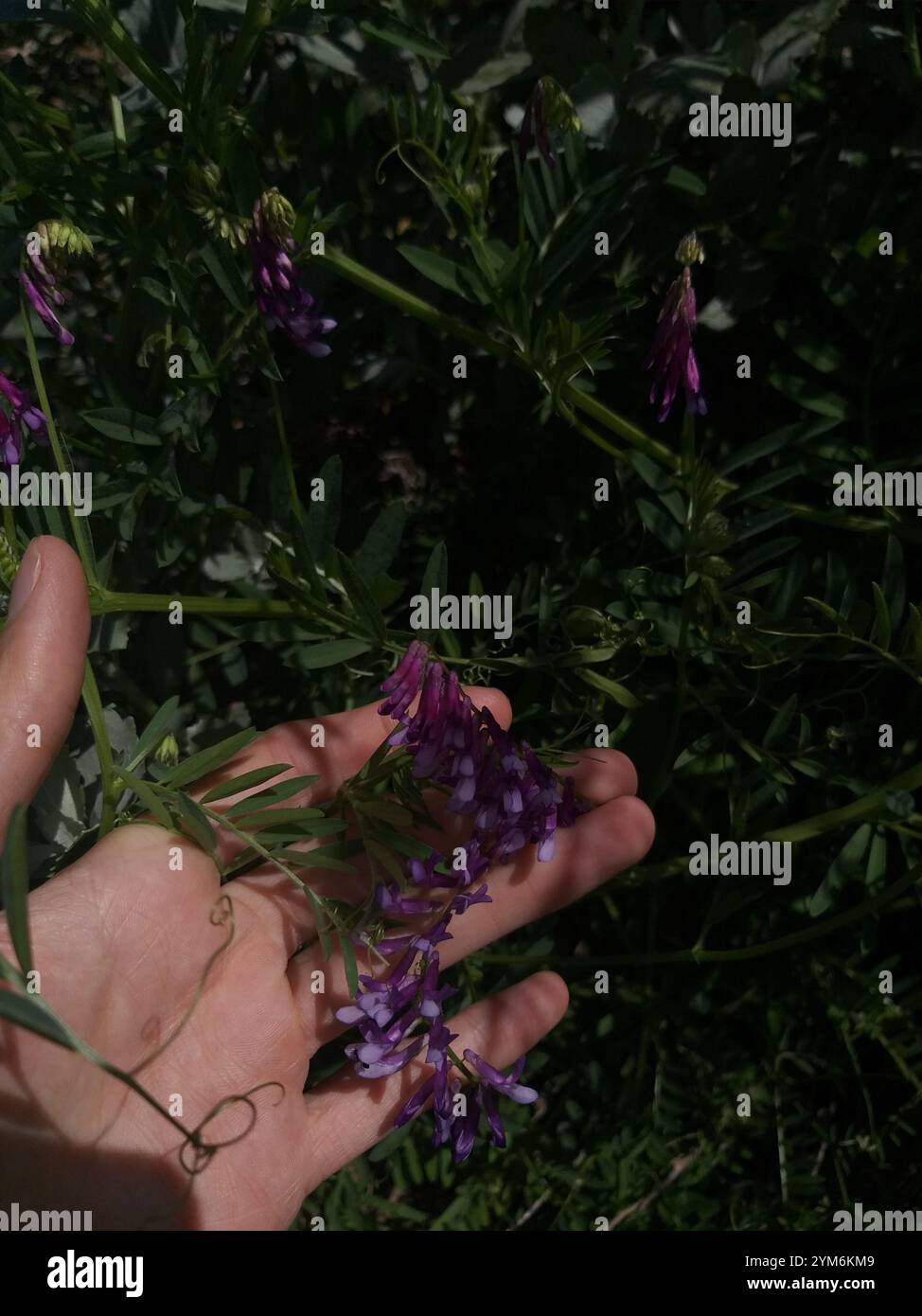 Woolly Pod Vetch (Vicia eriocarpa Stock Photo - Alamy