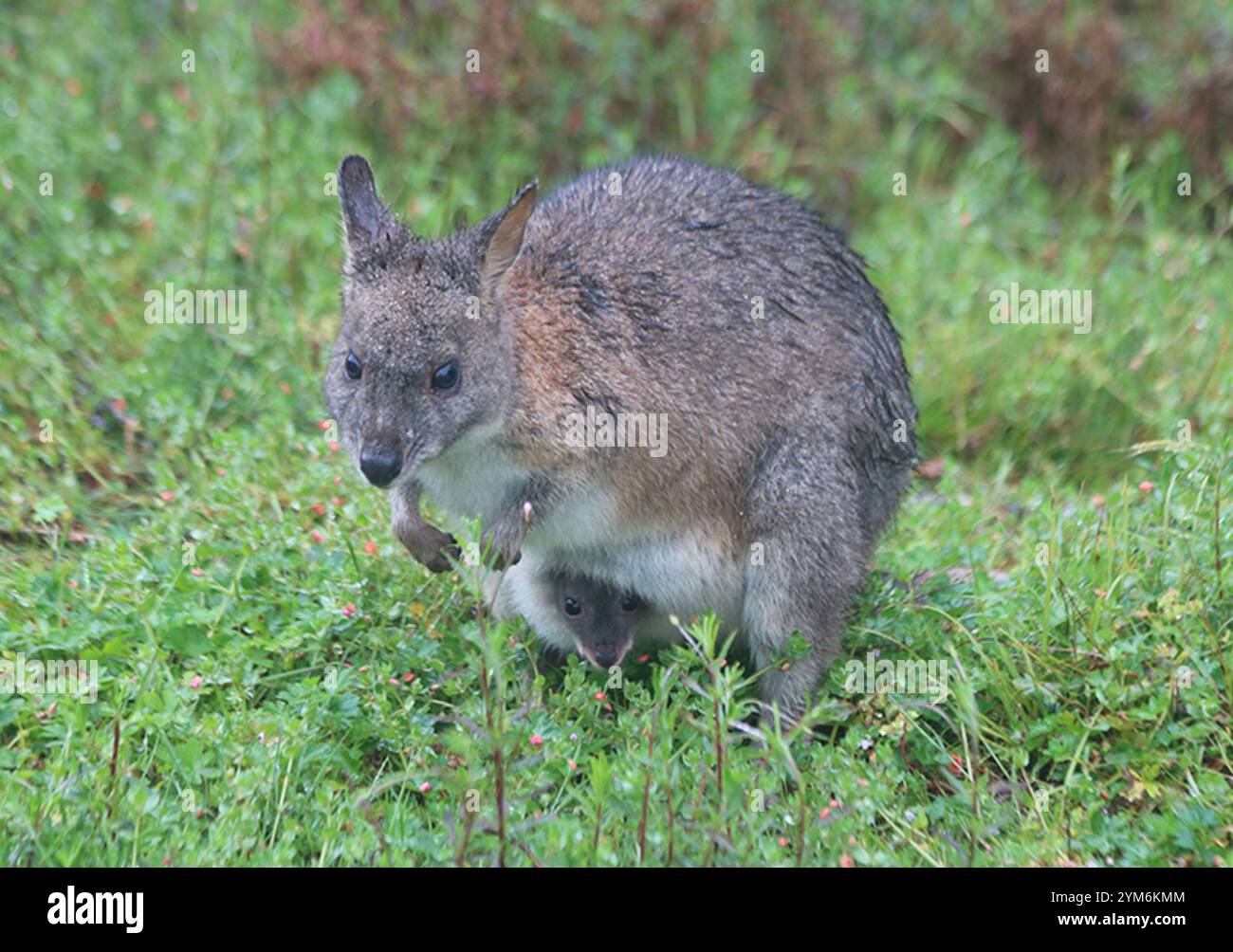 Red-necked Pademelon (Thylogale thetis Stock Photo - Alamy