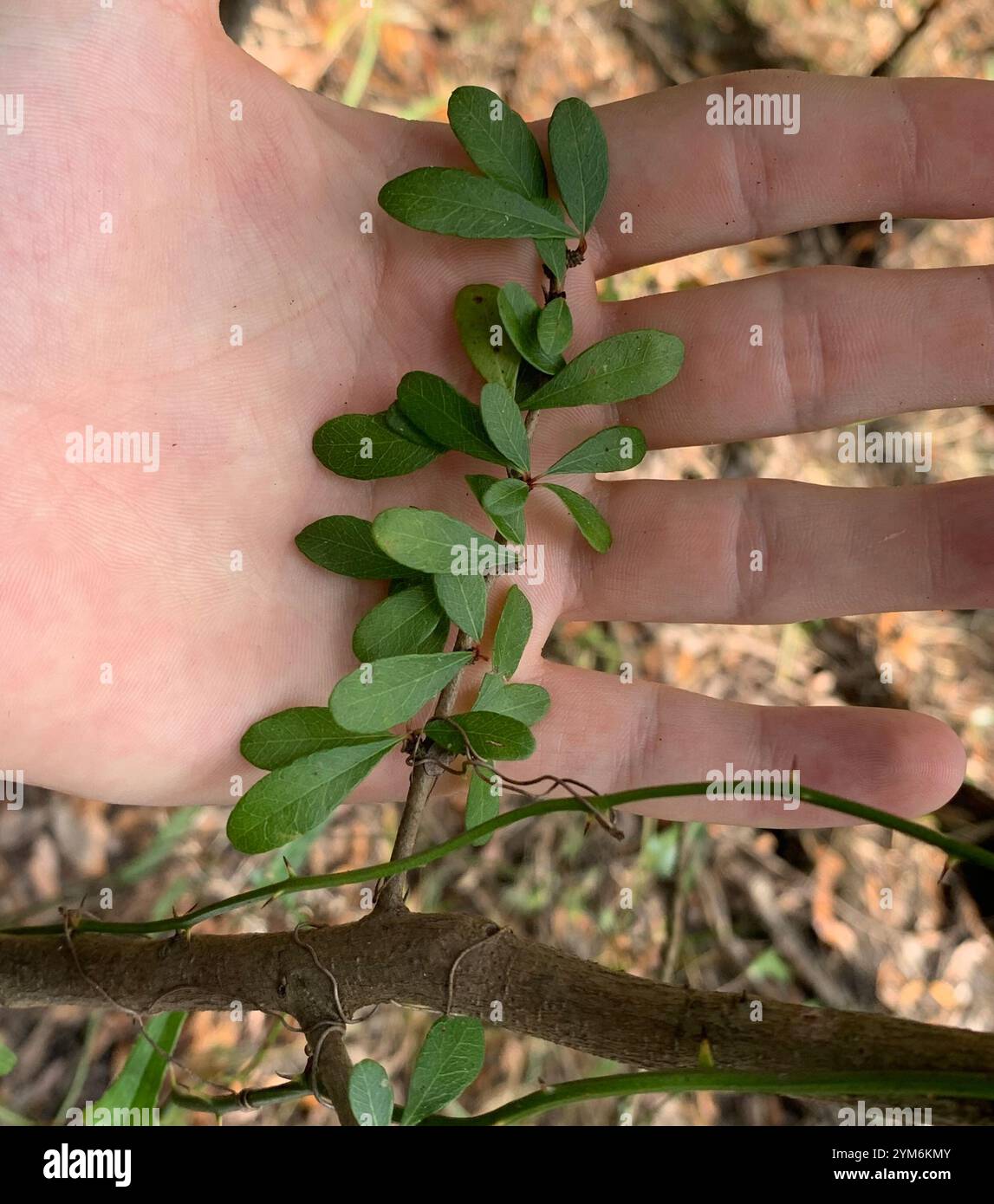 bully trees (Sideroxylon Stock Photo - Alamy