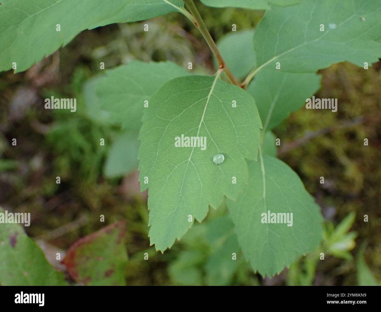 Shinyleaf Meadowsweet (Spiraea lucida Stock Photo - Alamy