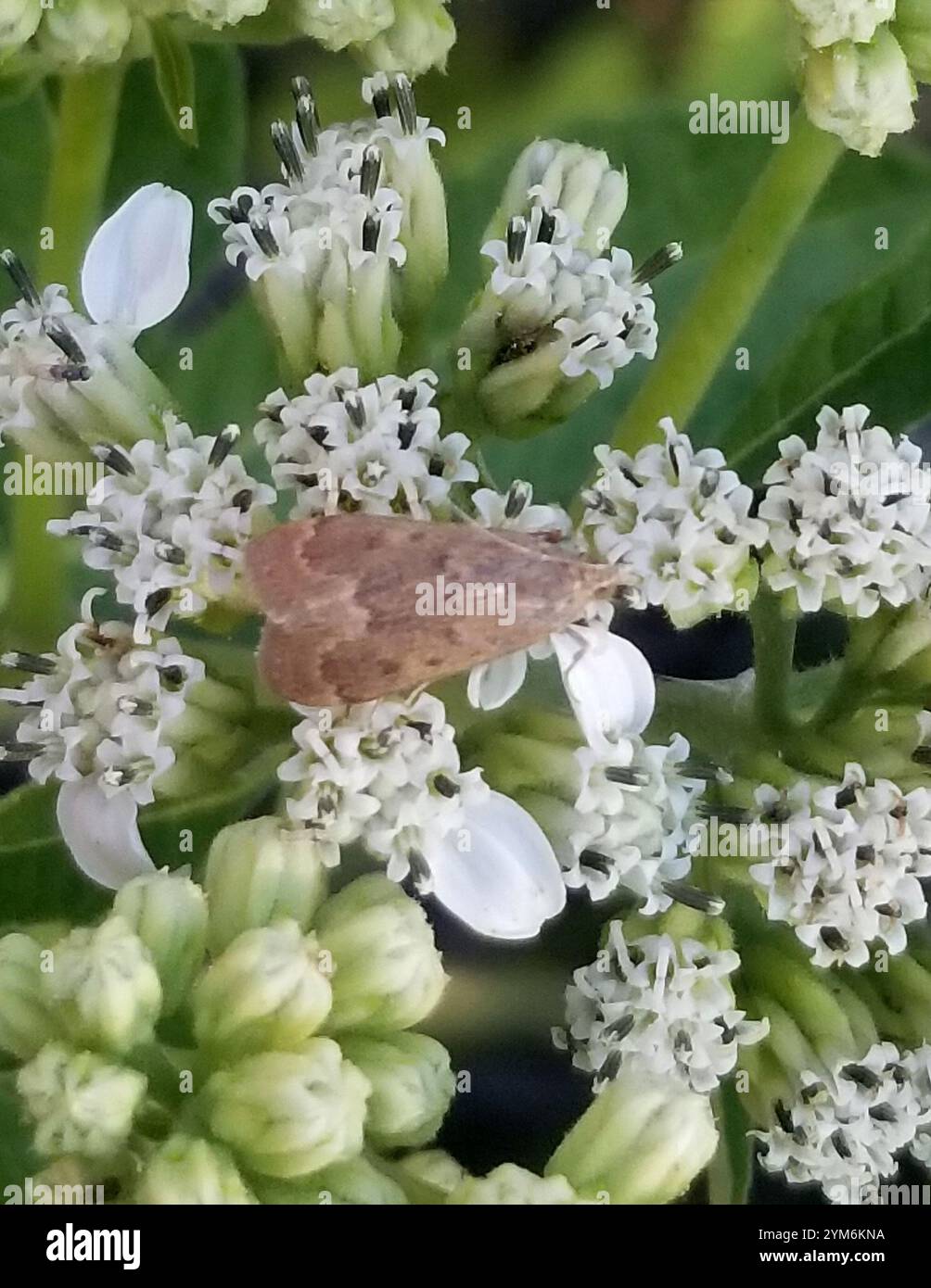 Garden Webworm Moth (Achyra rantalis Stock Photo - Alamy