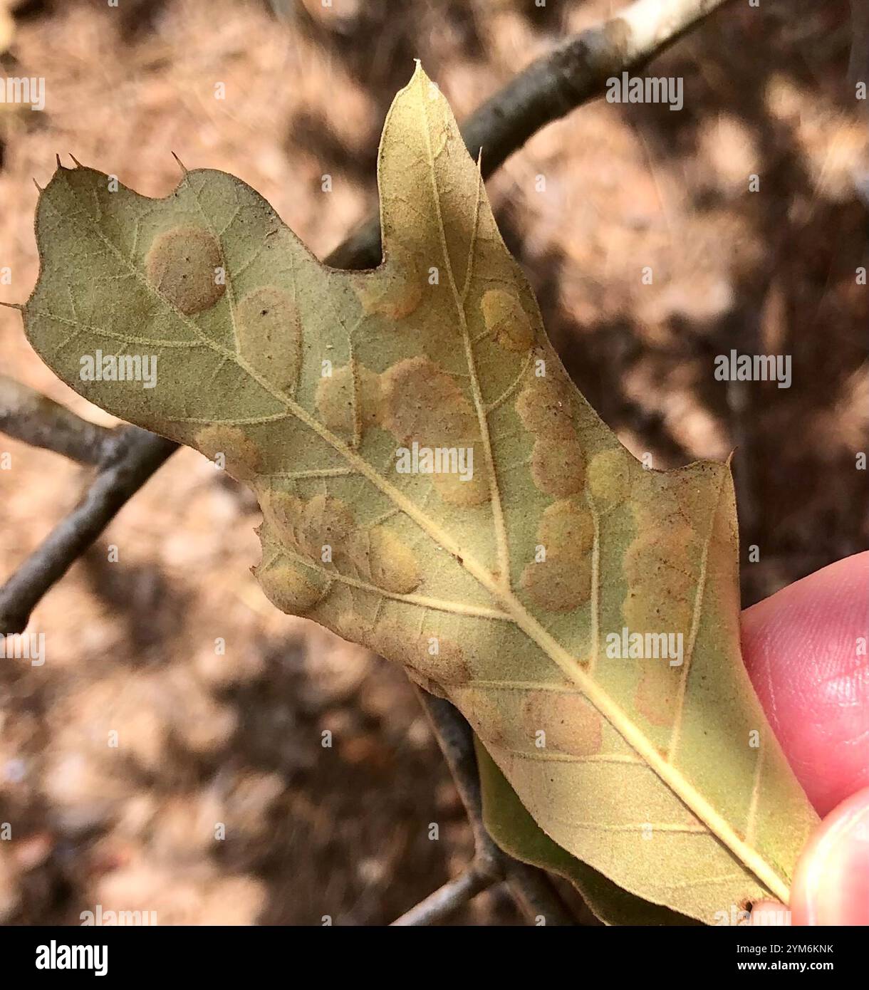 Pustuloides hi-res stock photography and images - Alamy