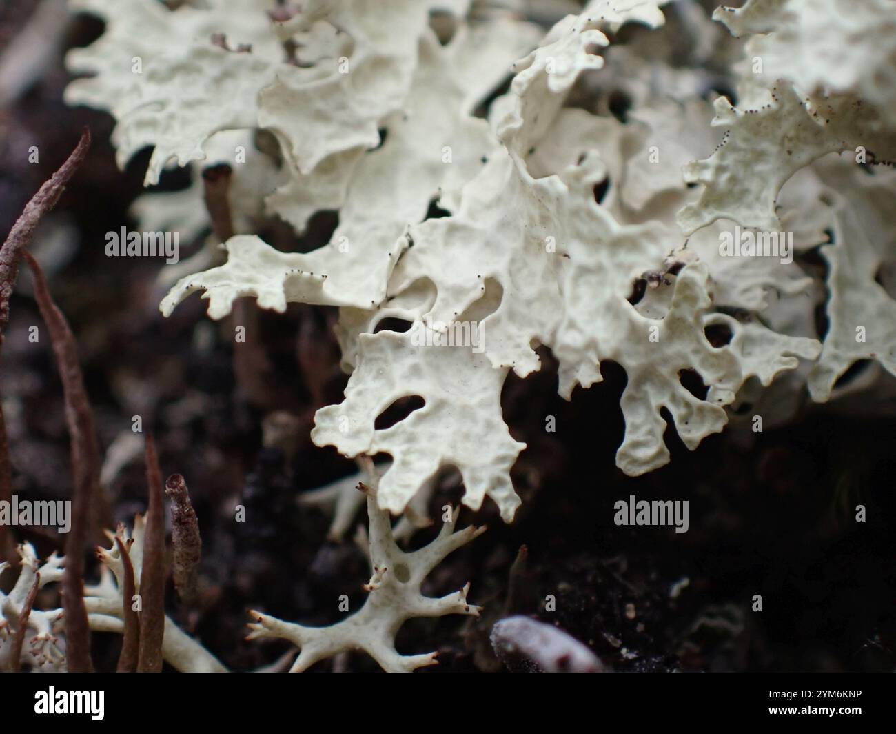 Snow Lichens (Flavocetraria Stock Photo - Alamy