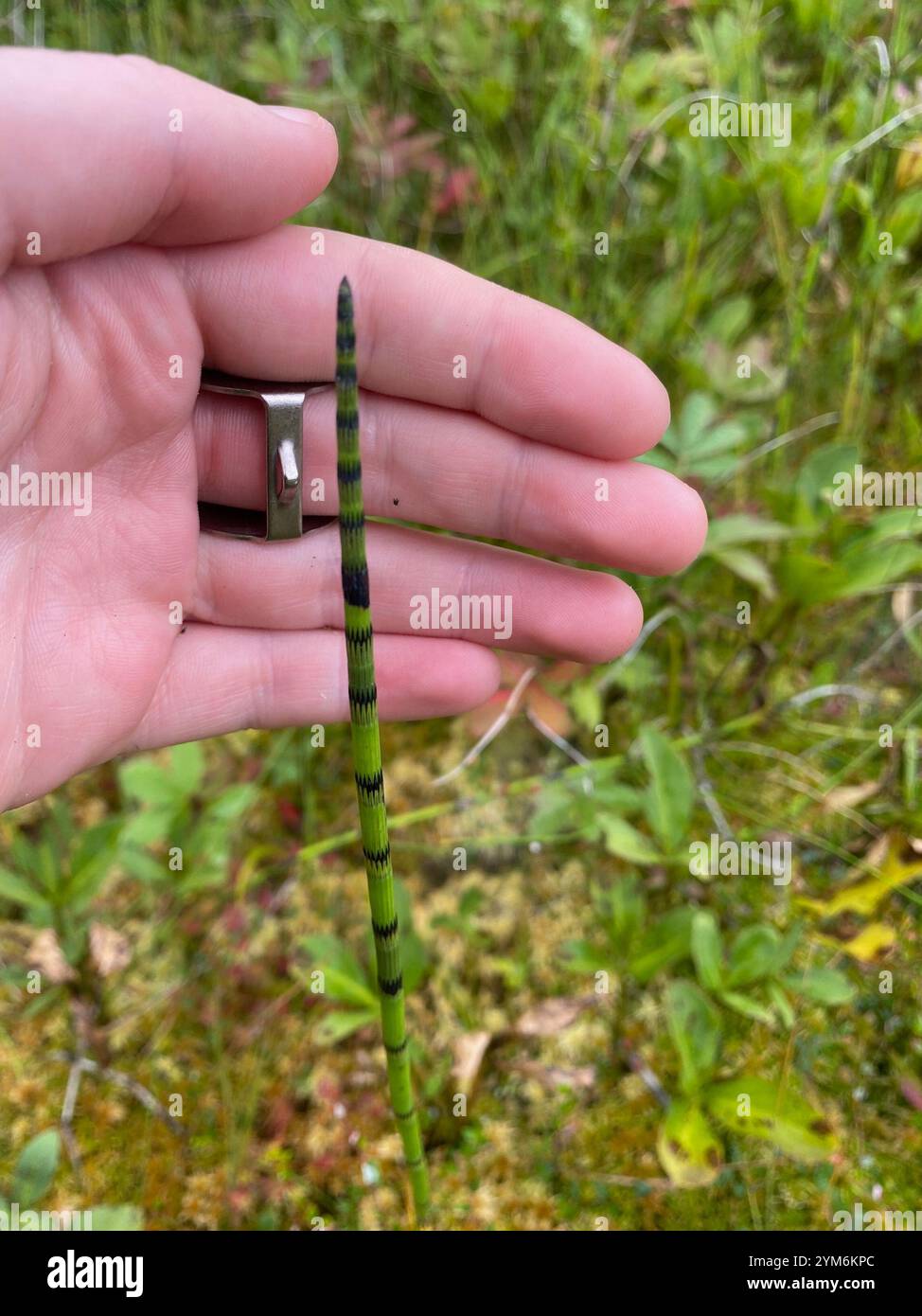 water horsetail (Equisetum fluviatile Stock Photo - Alamy
