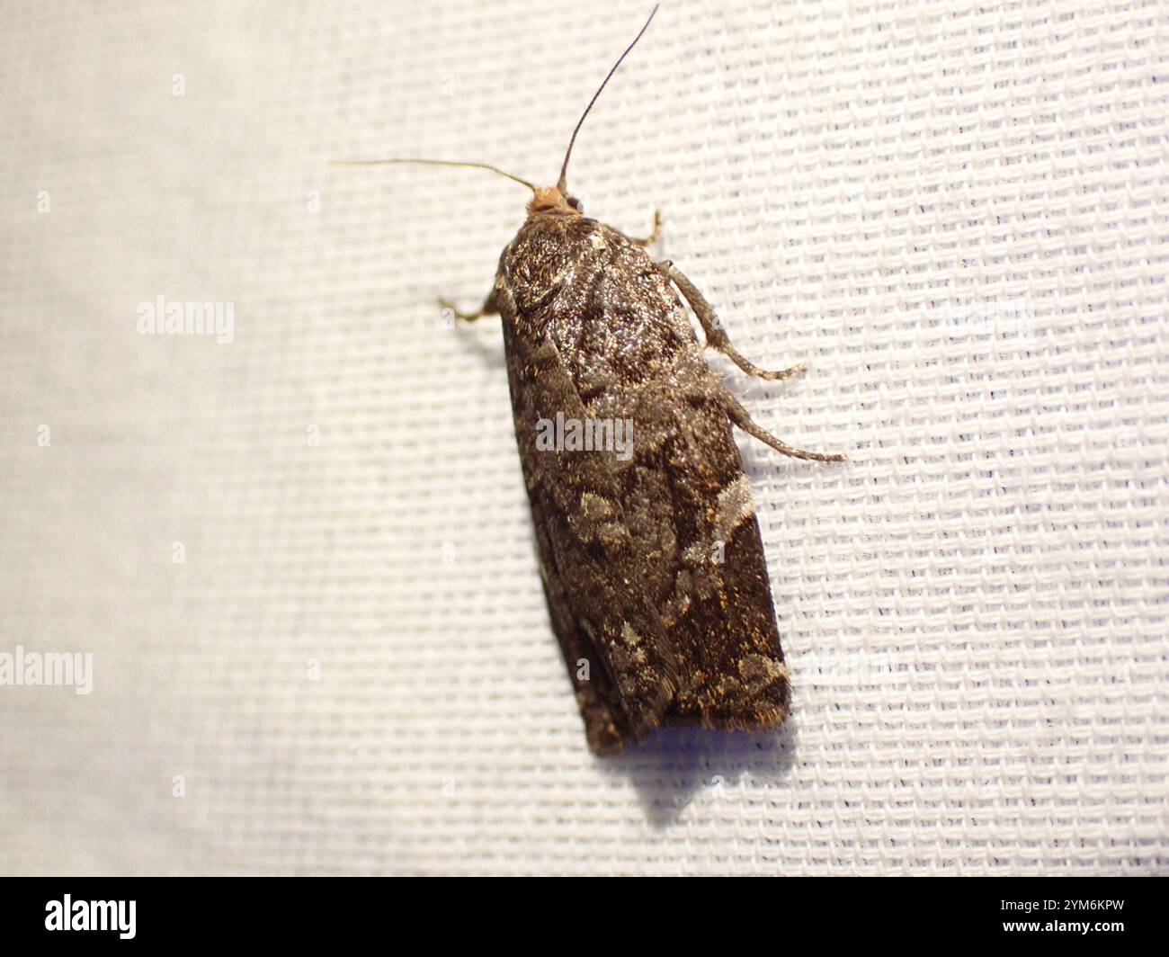 Tortricid Leafroller Moths (Tortricidae Stock Photo - Alamy