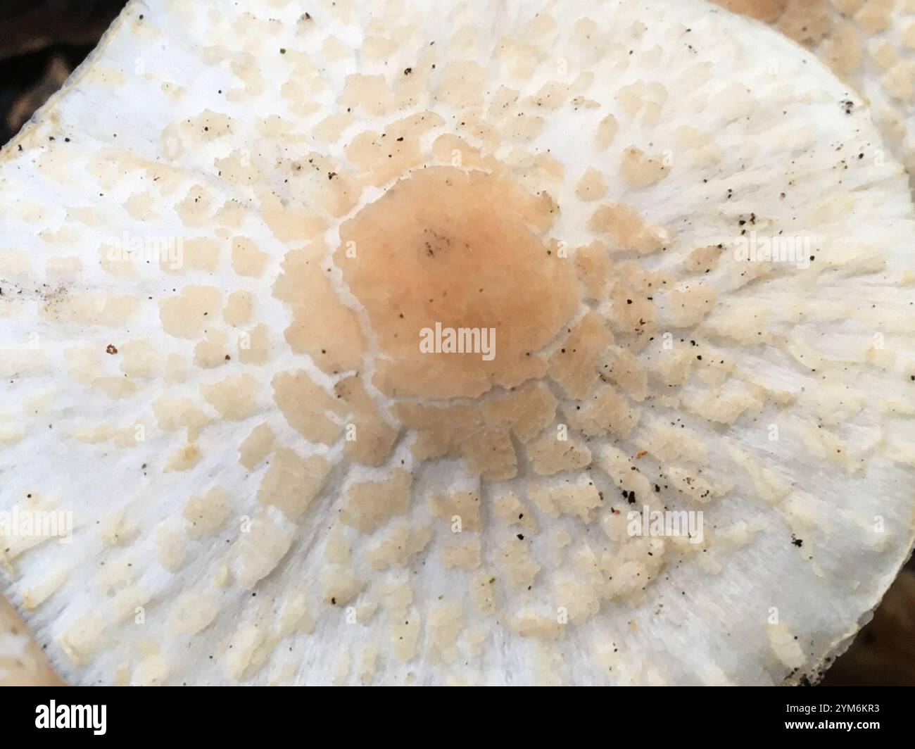 Stinking Dapperling (Lepiota cristata Stock Photo - Alamy