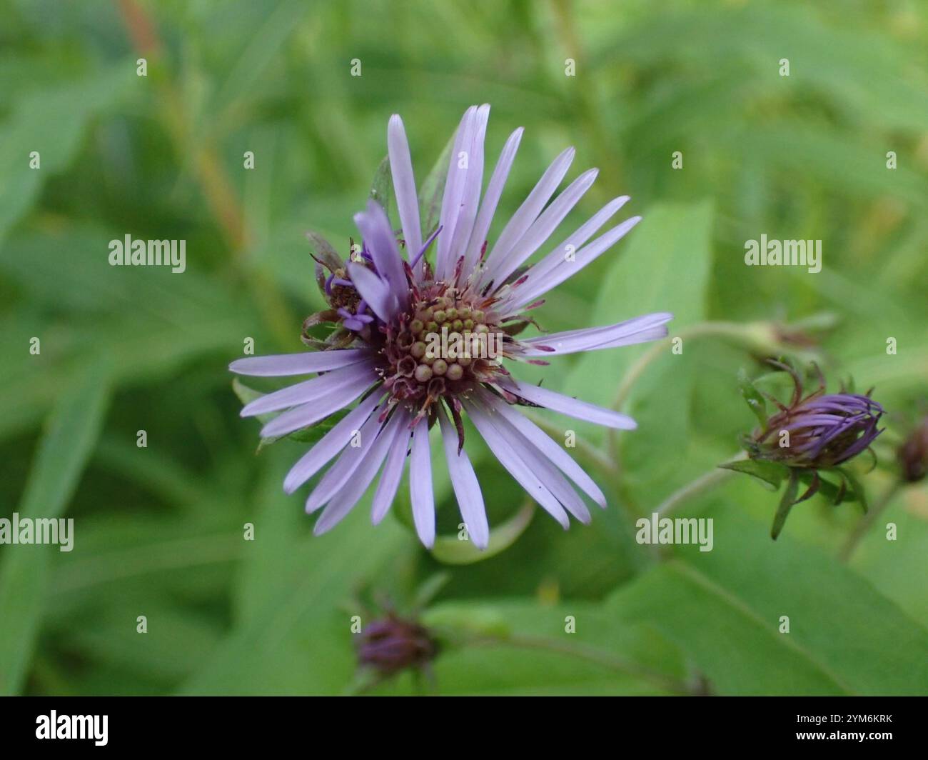 American asters (Symphyotrichum Stock Photo - Alamy