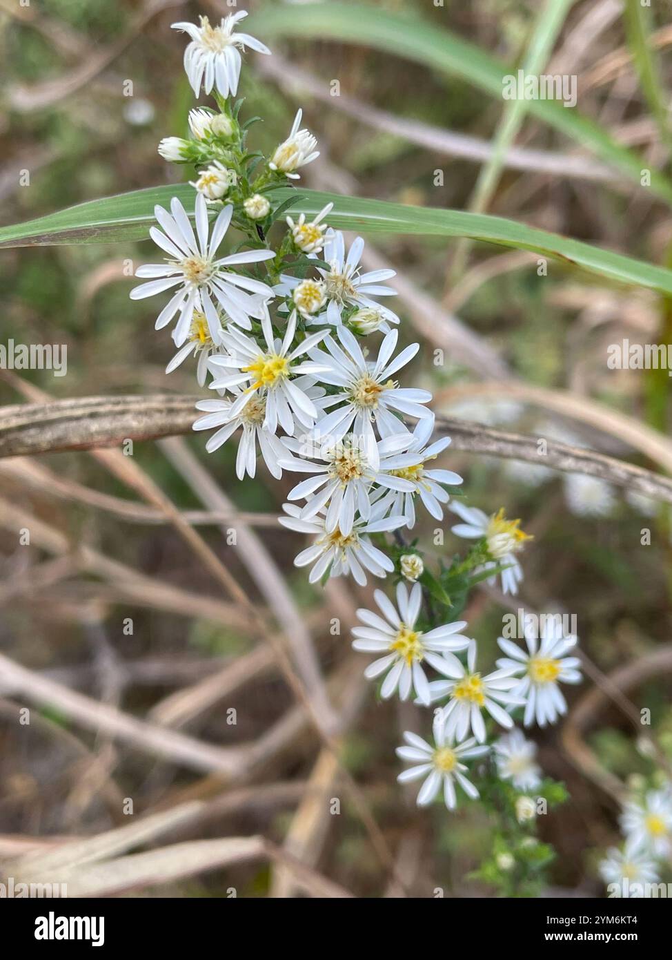 white heath aster (Symphyotrichum ericoides Stock Photo - Alamy