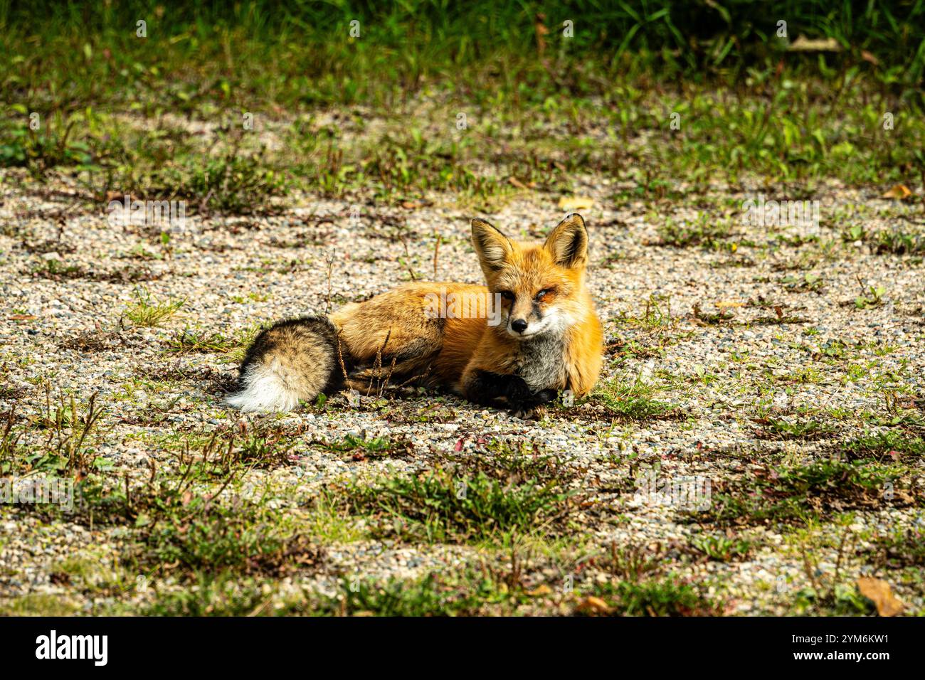 A fox is laying on the ground in a grassy area. The fox is brown and ...