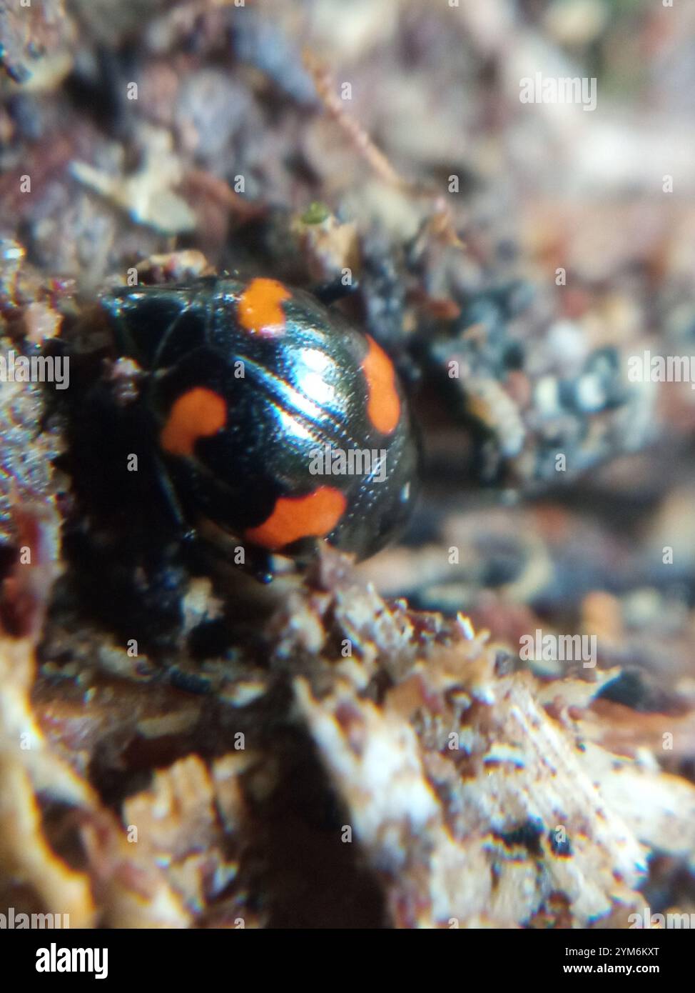 Orange-spotted Scaphidium (Scaphidium quadrimaculatum Stock Photo - Alamy