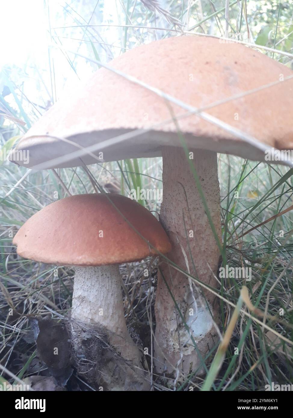 Red-capped Scaber Stalk (Leccinum aurantiacum Stock Photo - Alamy