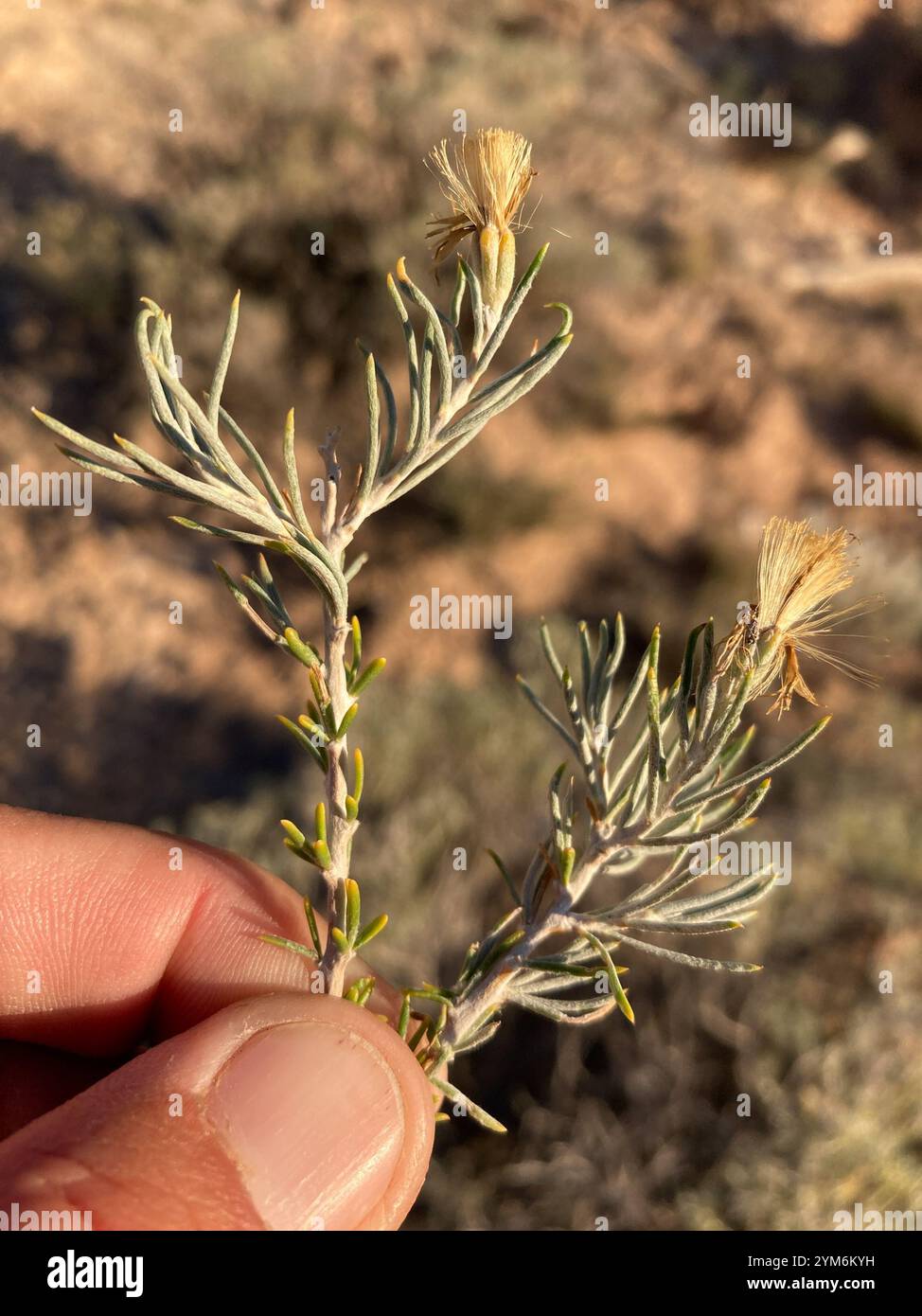 Threadleaf Horsebrush (Tetradymia filifolia Stock Photo - Alamy