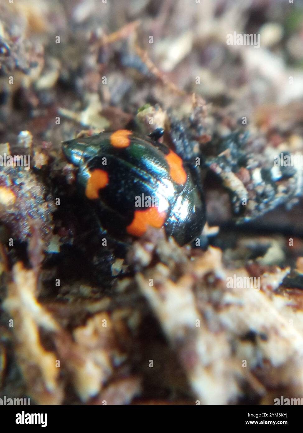 Orange-spotted Scaphidium (Scaphidium quadrimaculatum Stock Photo - Alamy