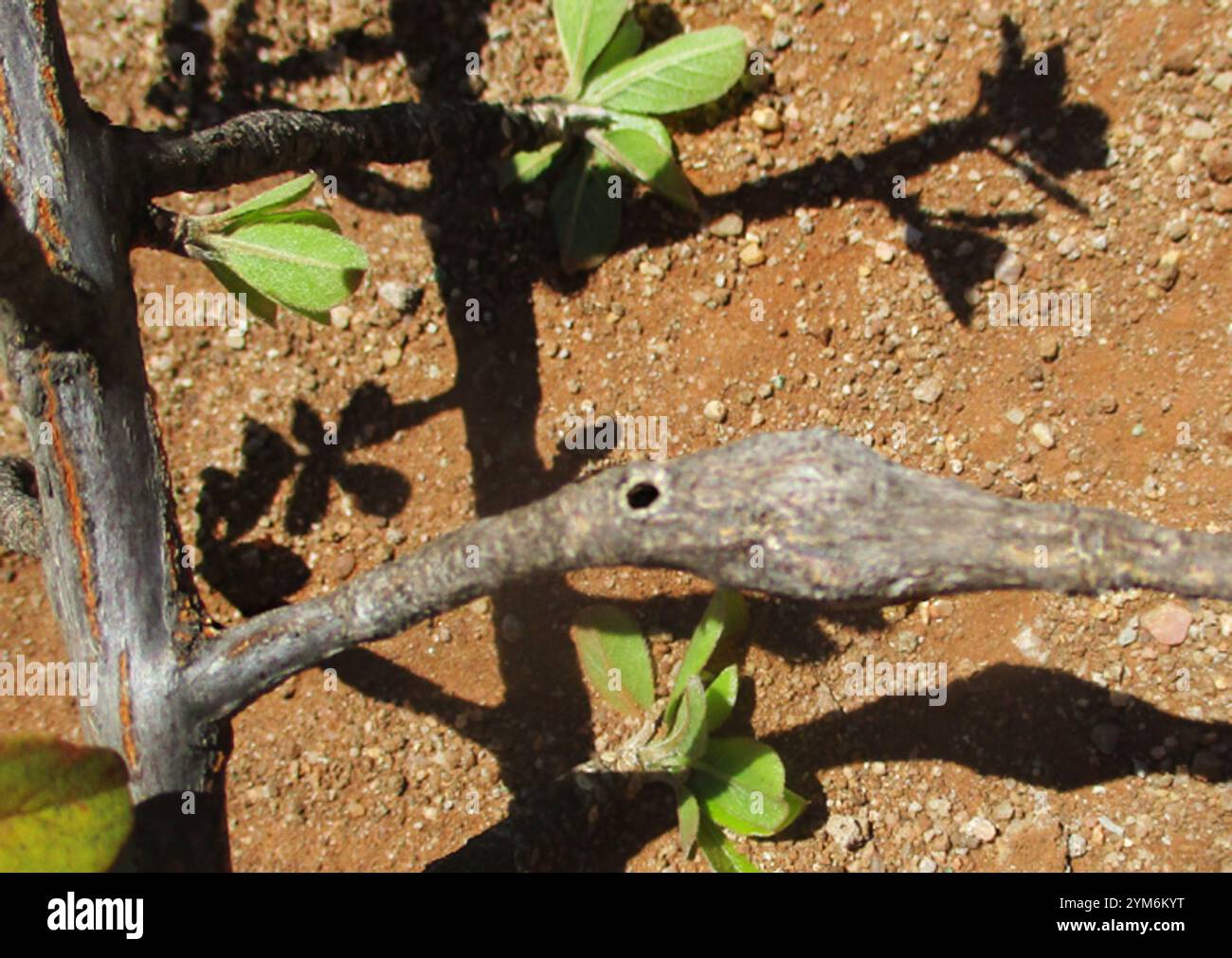 Terminalia prunioides hi-res stock photography and images - Alamy