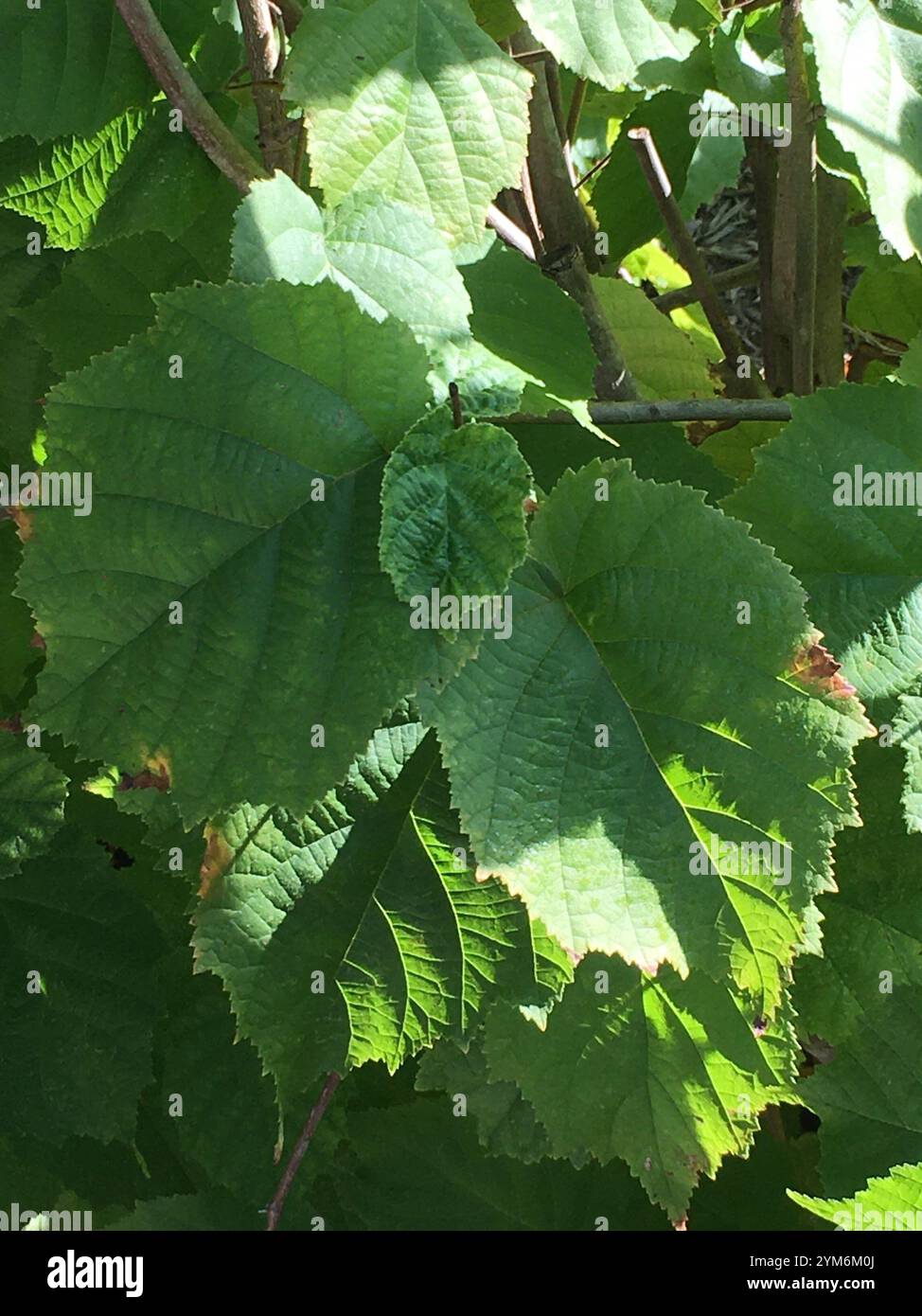 American hazelnut (corylus americana) hi-res stock photography and ...