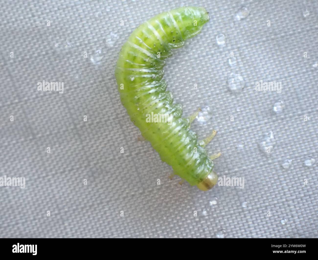 Sawflies, Horntails, and Wood Wasps (Symphyta Stock Photo - Alamy