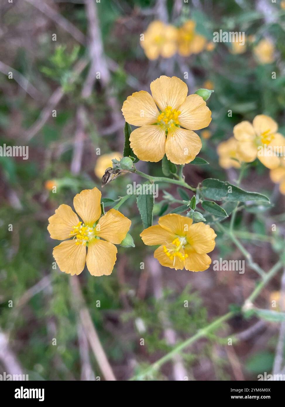 sweet Indian Mallow (Abutilon fruticosum Stock Photo - Alamy