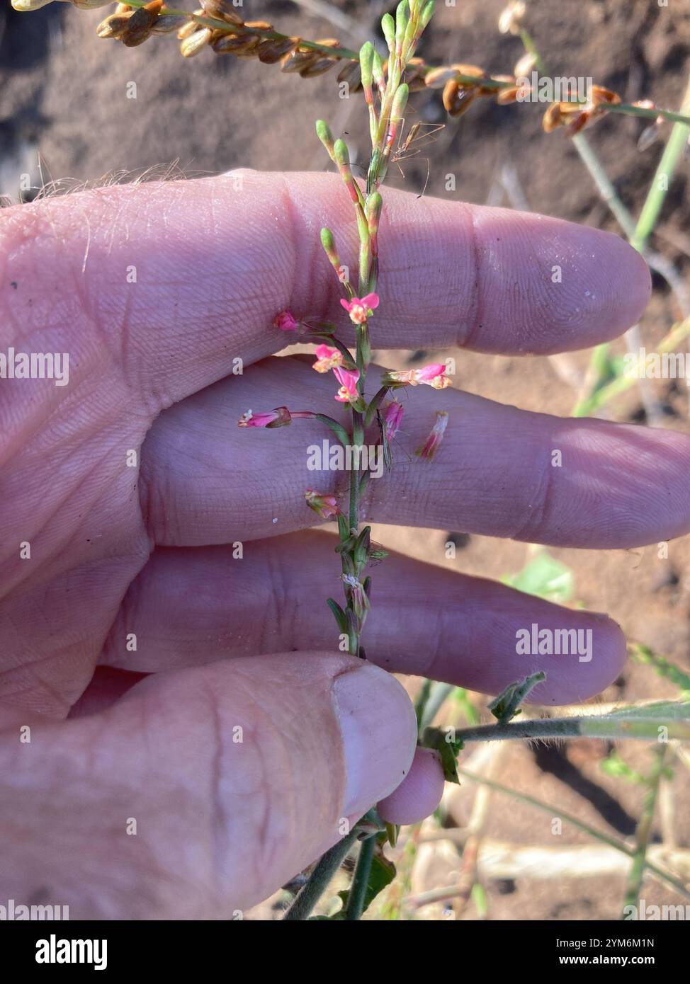 velvetweed (Oenothera curtiflora Stock Photo - Alamy