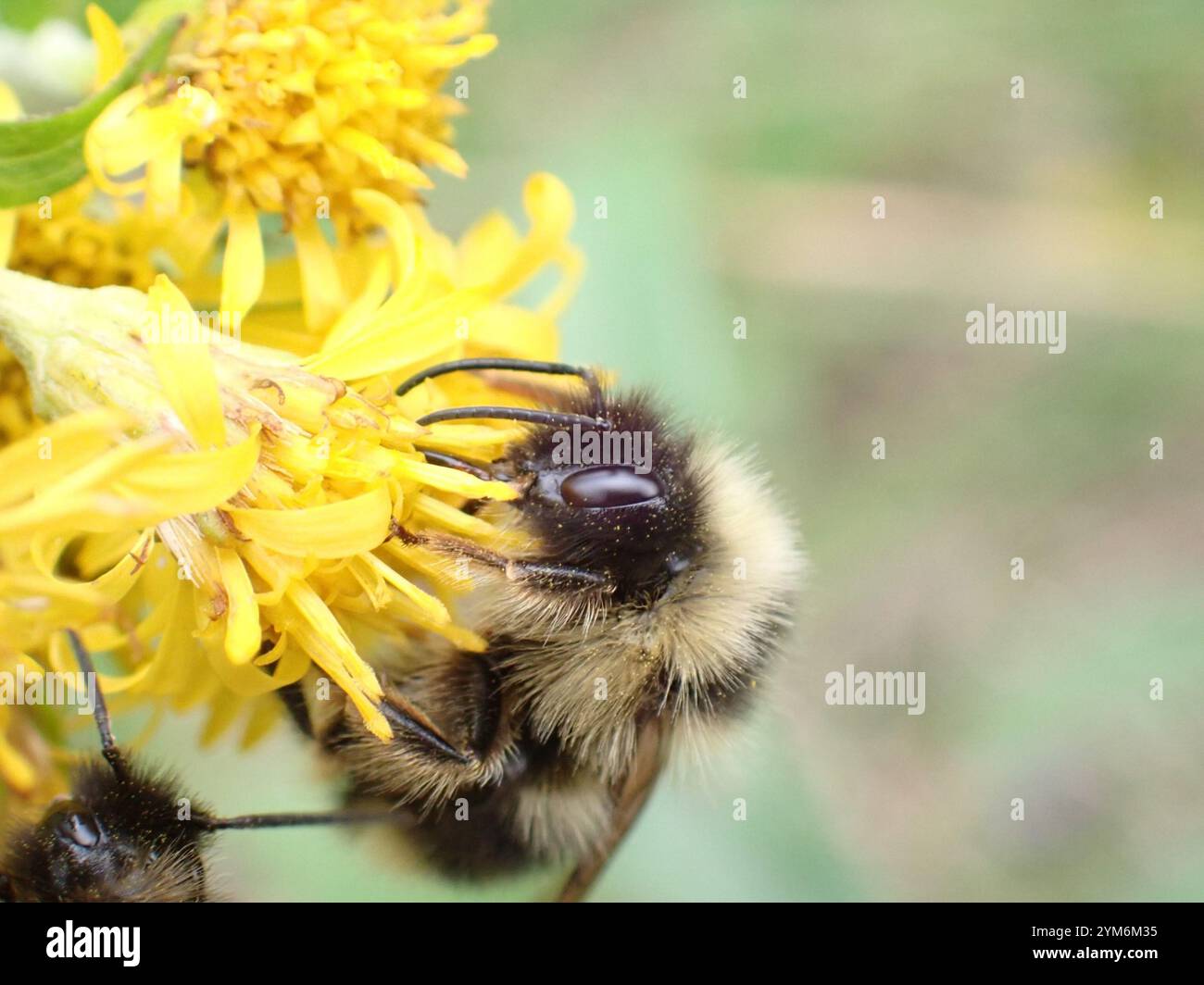 Yellowish Cuckoo Bumble bee (Bombus flavidus Stock Photo - Alamy