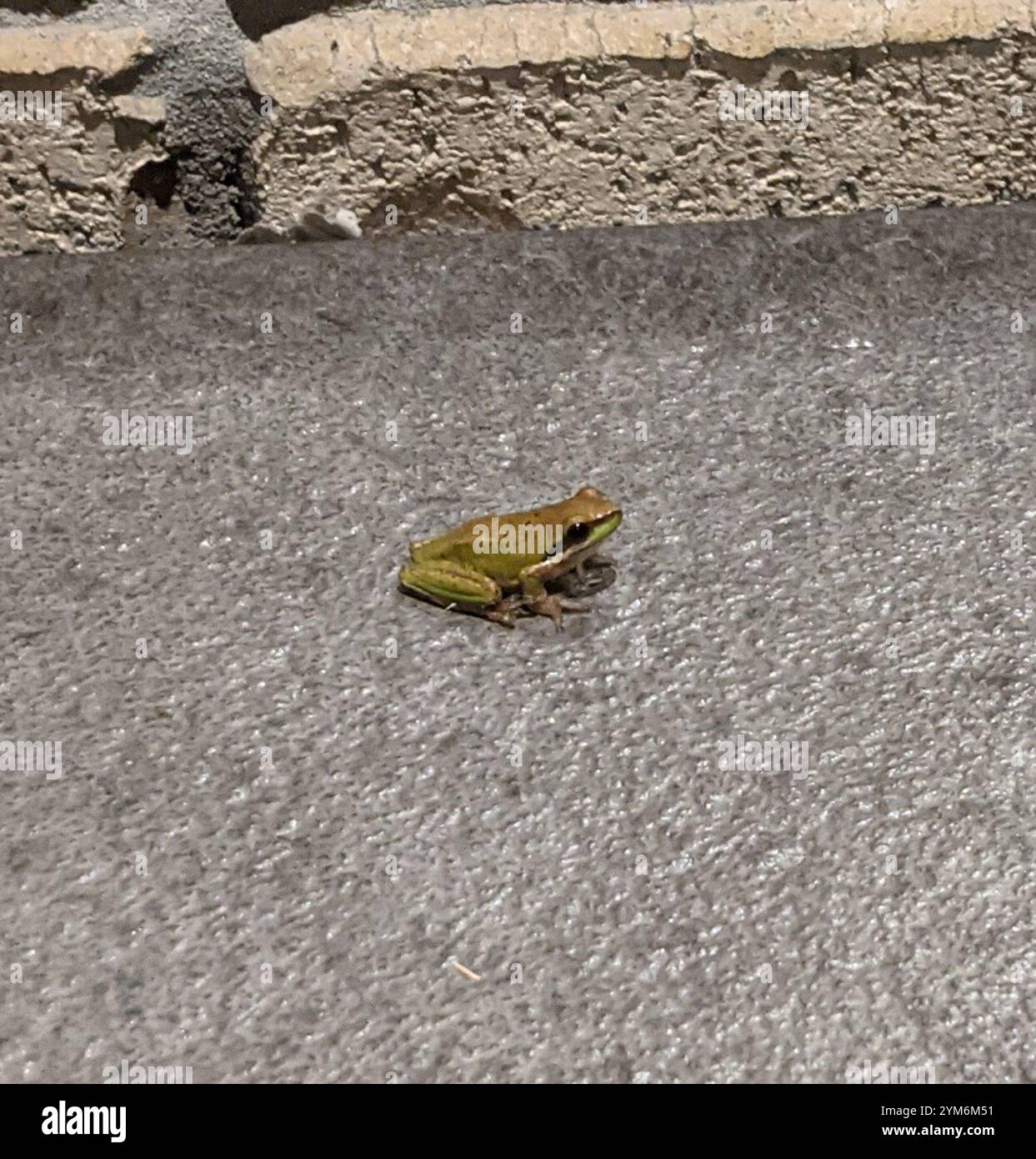 Eastern Dwarf Tree Frog (Litoria fallax Stock Photo - Alamy