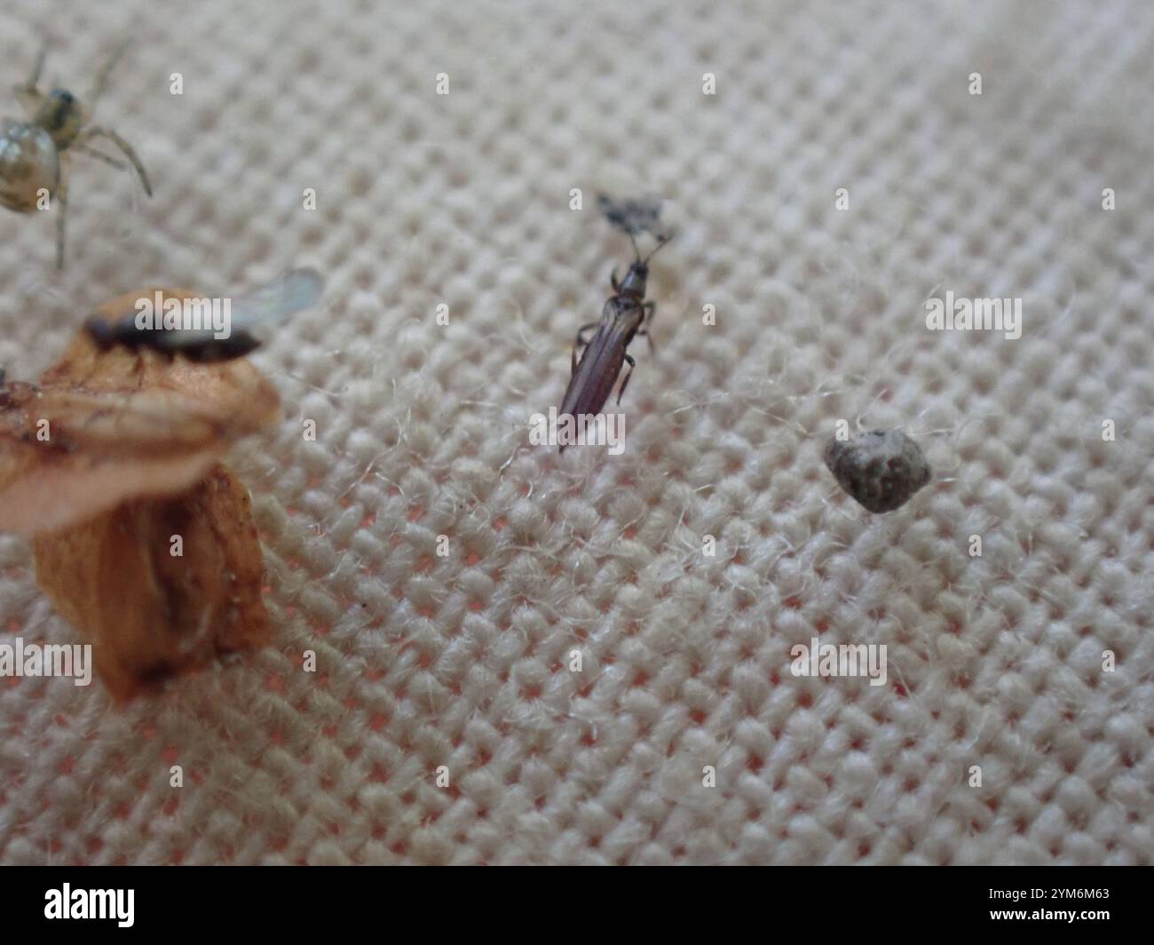 Common Thrips (Thripidae Stock Photo - Alamy