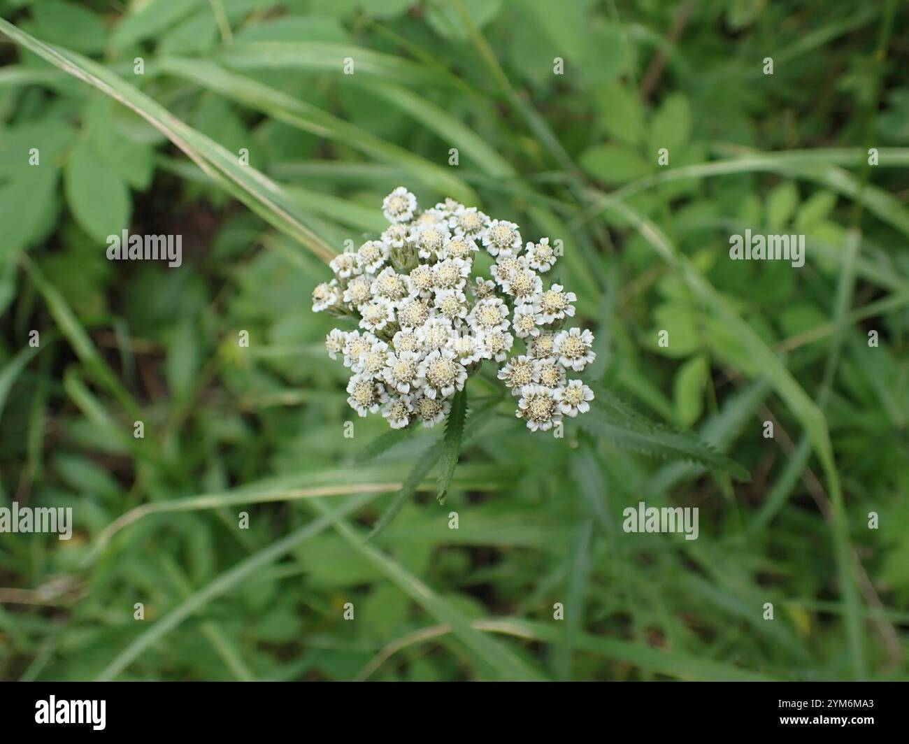 Siberian yarrow hi-res stock photography and images - Alamy