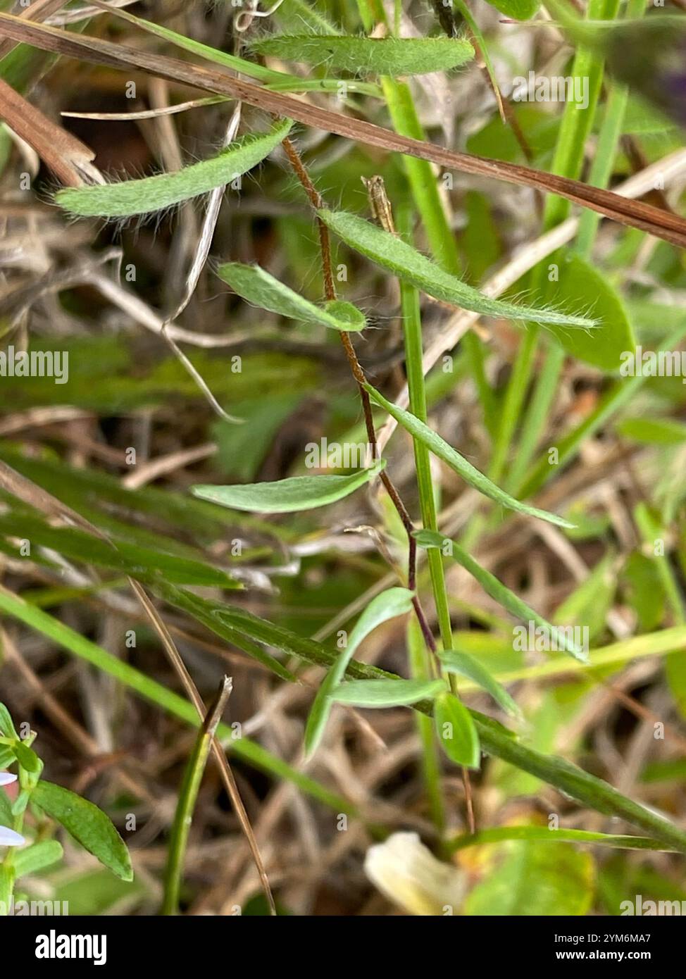 Eastern Silver Aster (Symphyotrichum concolor Stock Photo - Alamy