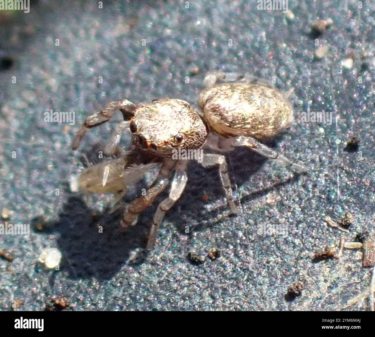Jumping Spiders (Salticidae Stock Photo - Alamy