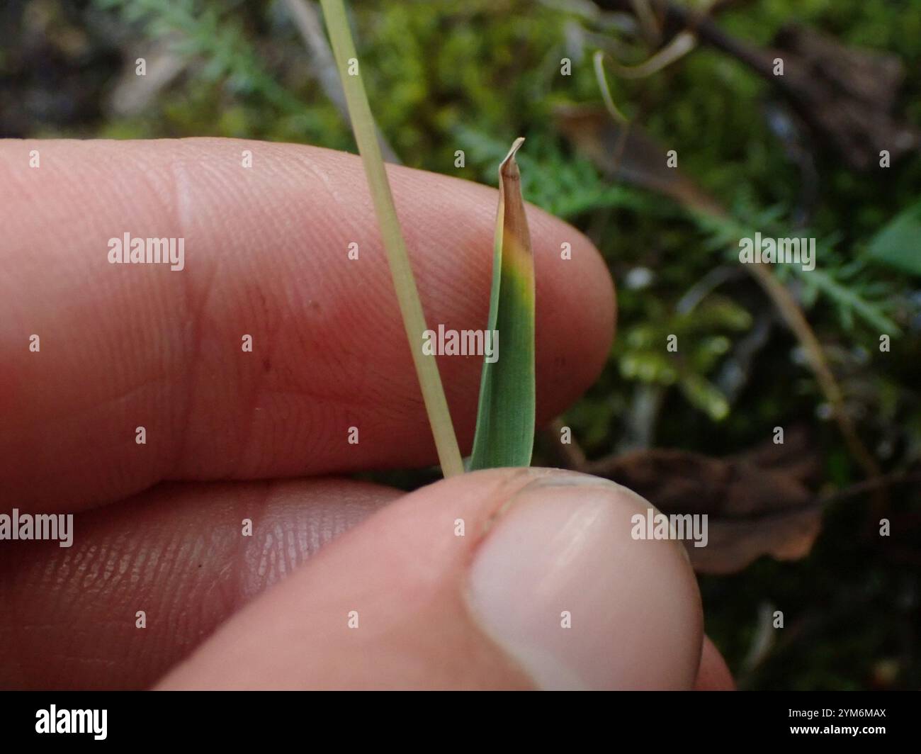 Poa alpine hi-res stock photography and images - Alamy