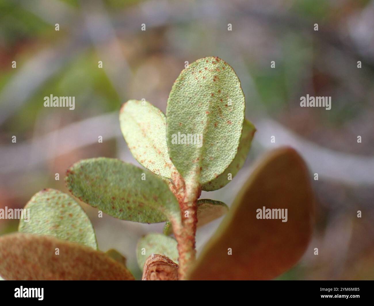 Lapland Azalea (Rhododendron lapponicum Stock Photo - Alamy