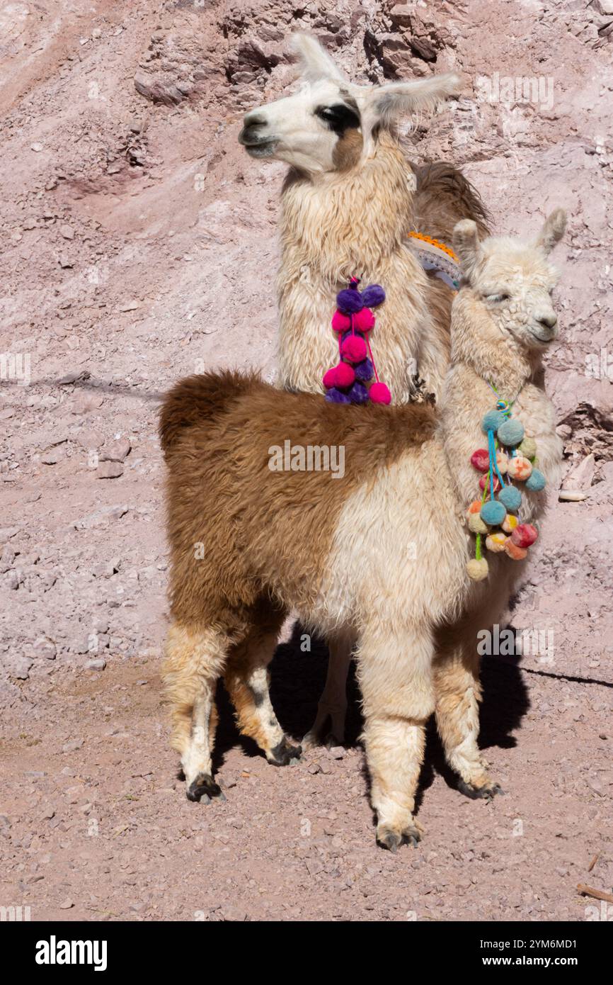 Camelids,Lama glama ,with colourful ornaments in Purmamarca, Jujuy ...
