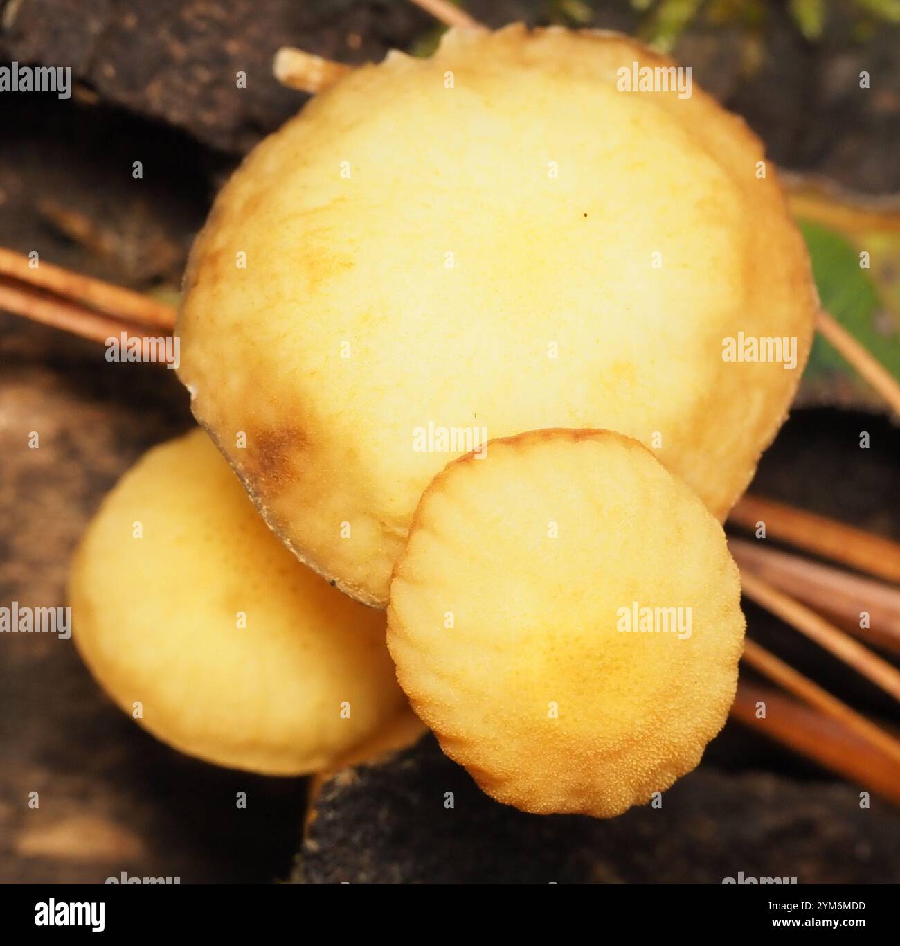 Golden-scruffy Collybia (Cyptotrama asprata Stock Photo - Alamy