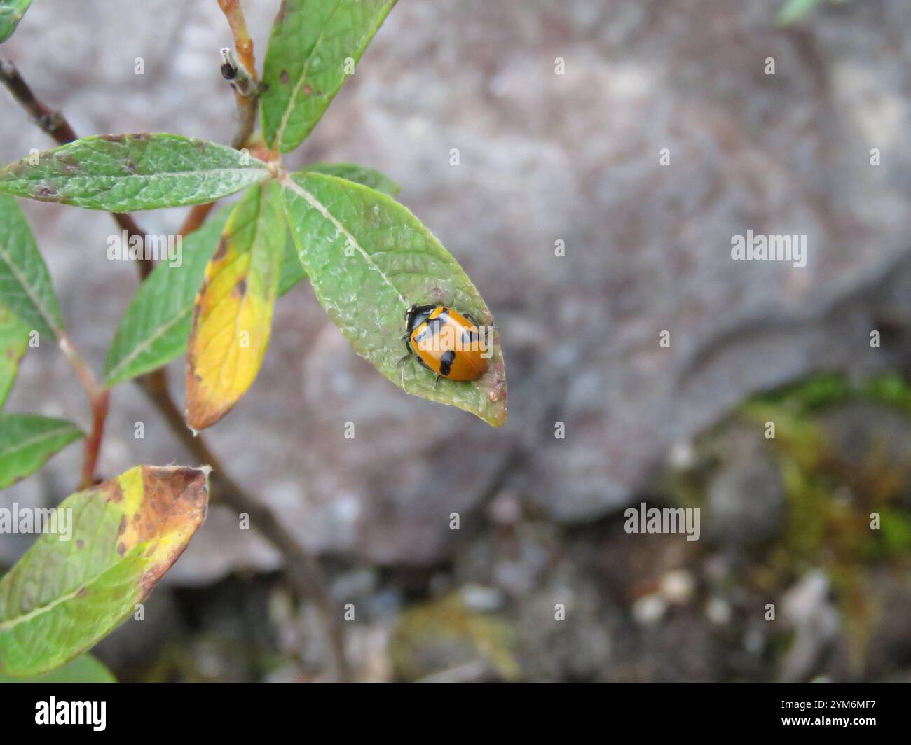 American Five-spotted Lady Beetle (Hippodamia quinquesignata Stock ...