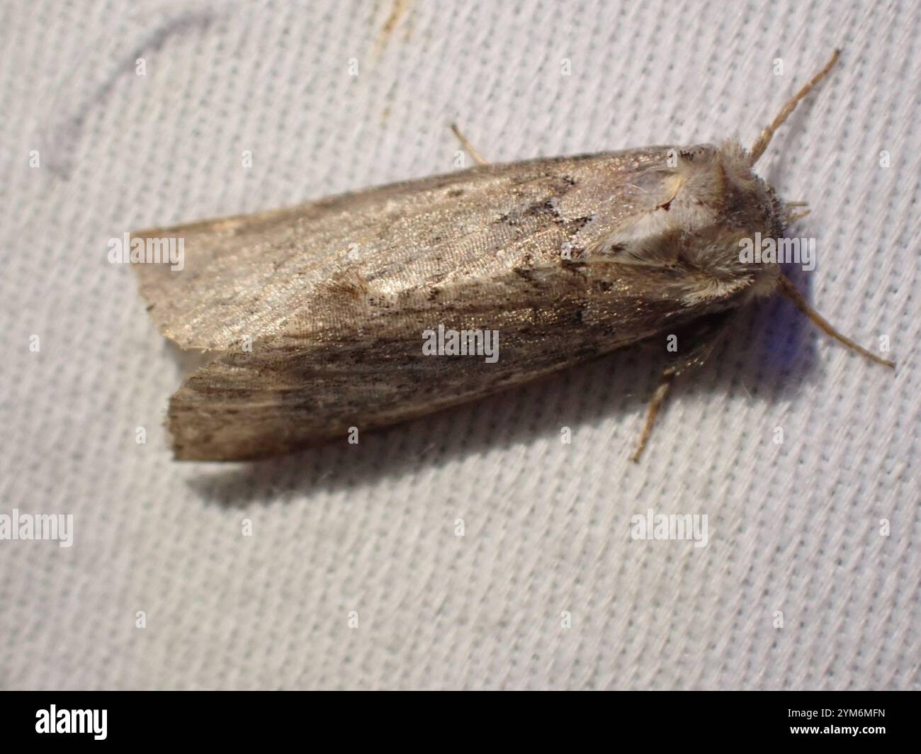 Tufted Thyatirine Moth (Pseudothyatira cymatophoroides Stock Photo - Alamy