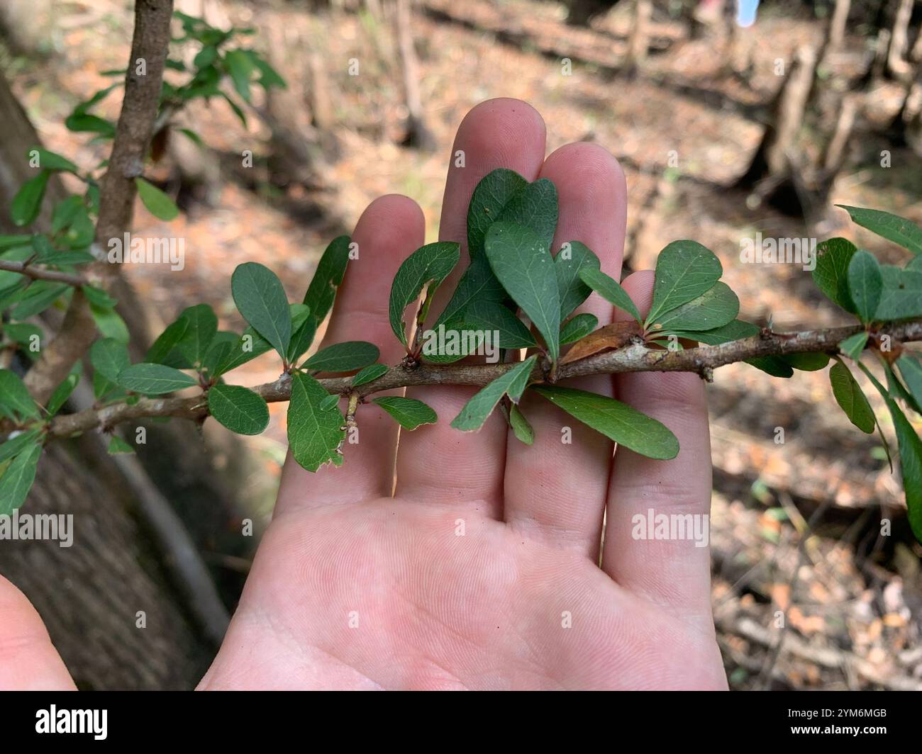 bully trees (Sideroxylon Stock Photo - Alamy