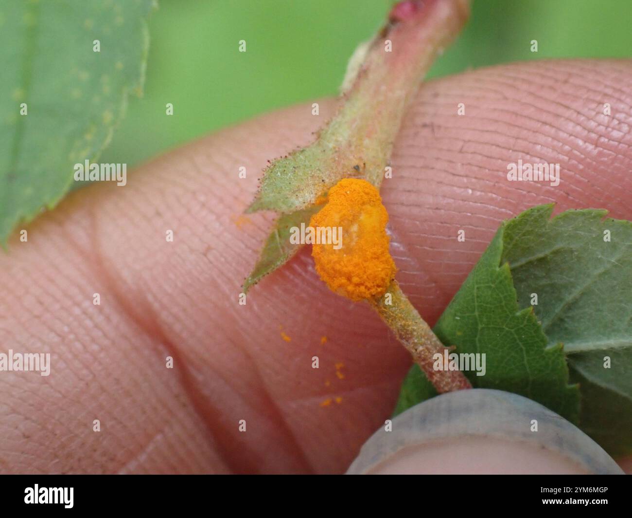 rust fungi (Pucciniales Stock Photo - Alamy