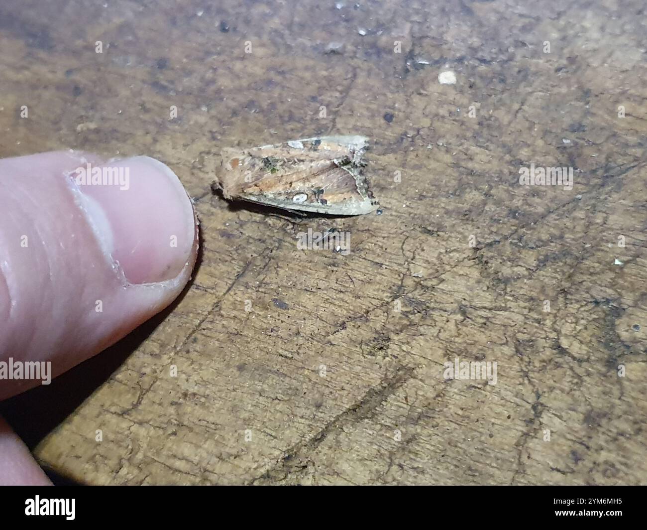 Meterana hi-res stock photography and images - Alamy