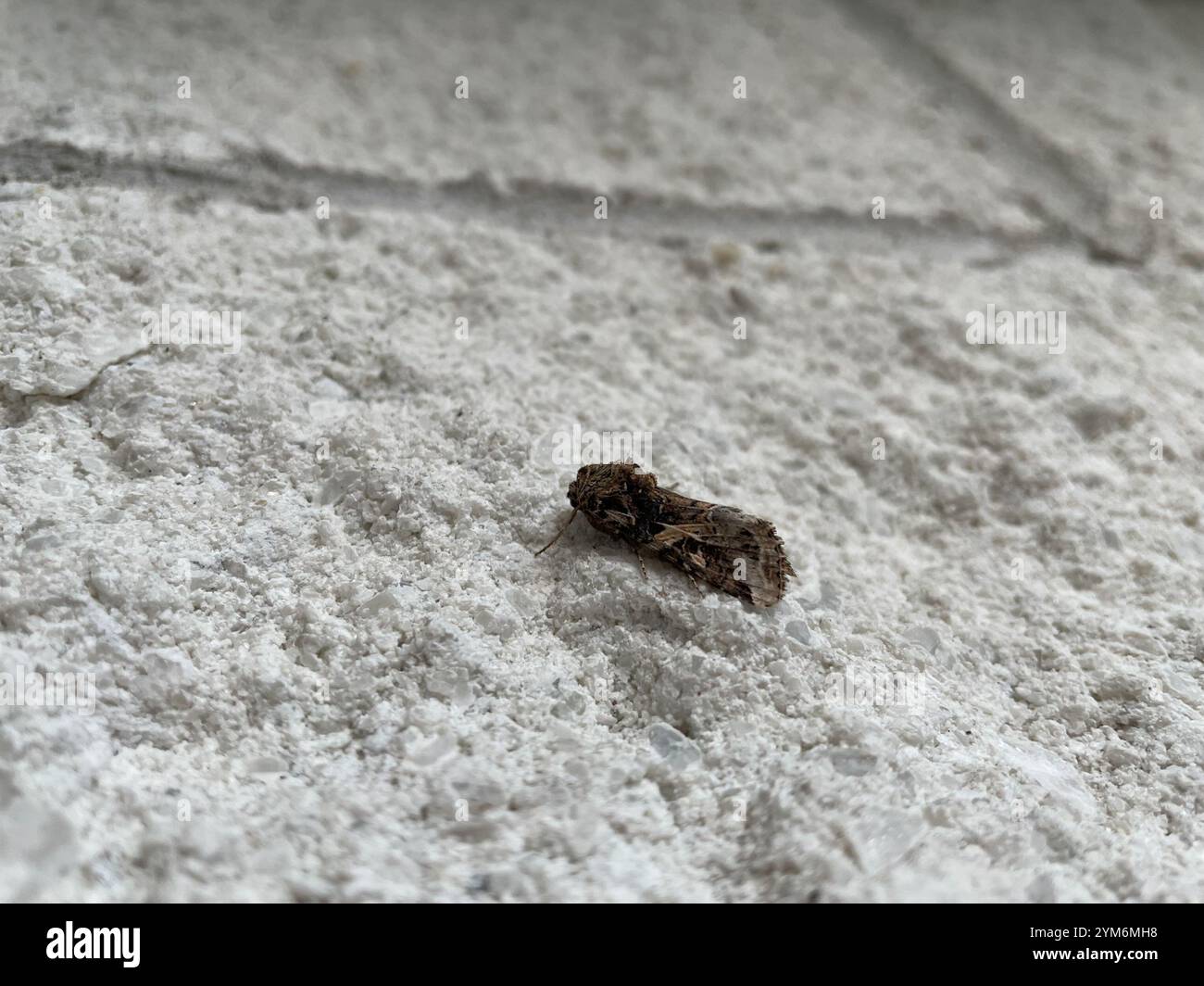 Fall Armyworm Moth (Spodoptera frugiperda Stock Photo - Alamy