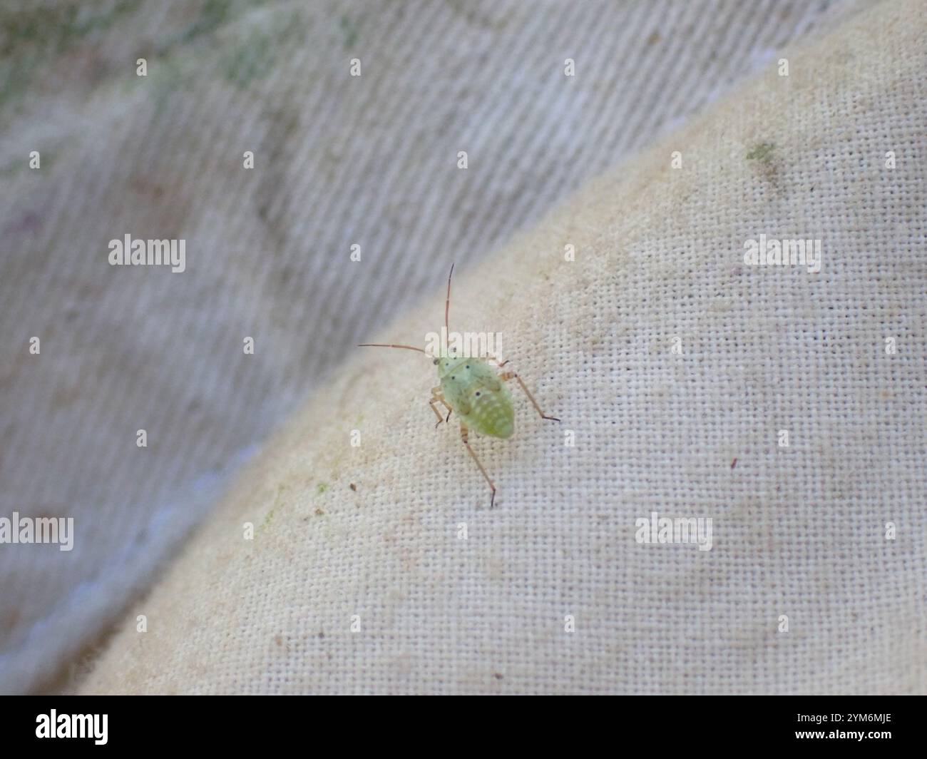 True Bugs (Heteroptera Stock Photo - Alamy
